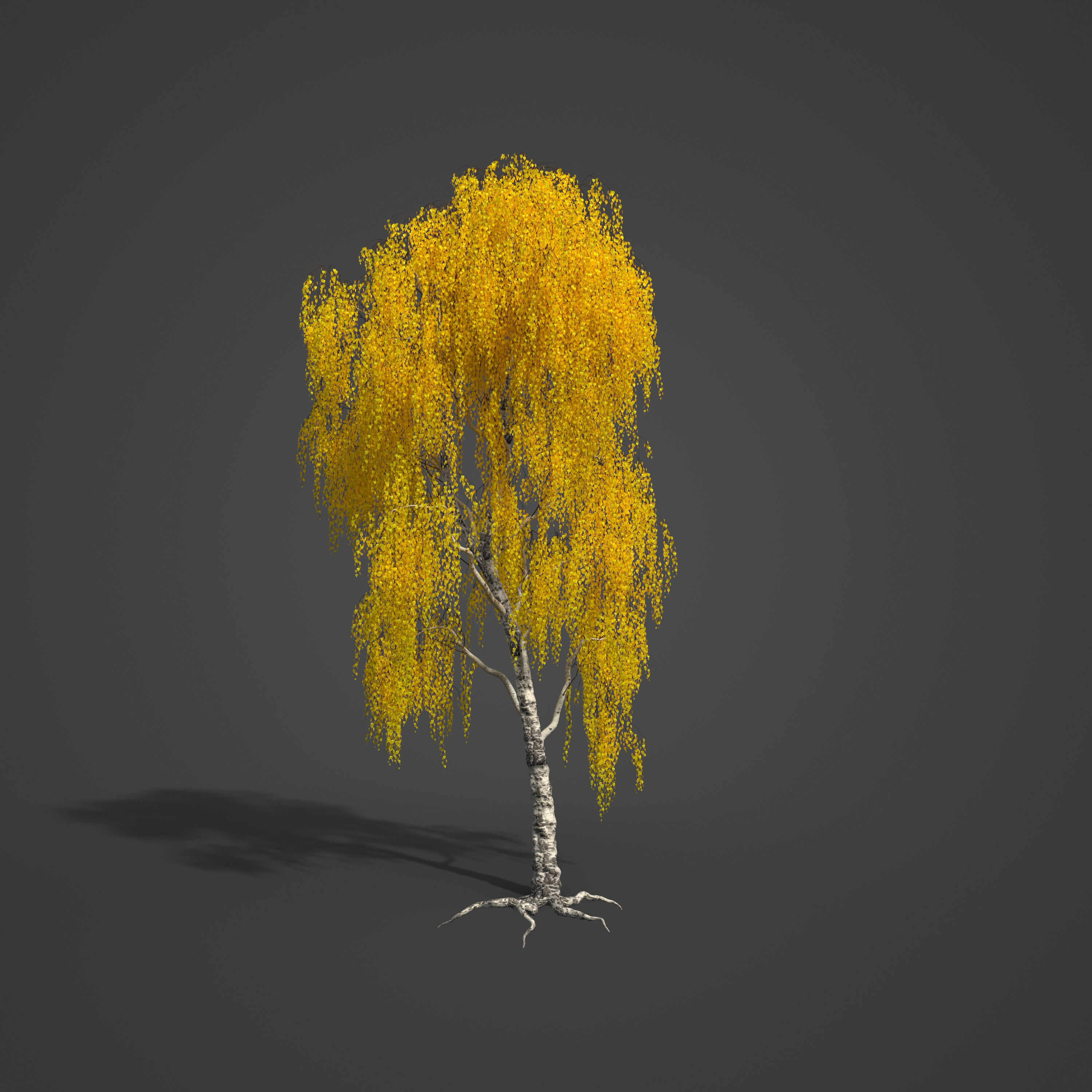 2021 PBR Silver Birch Collection - Betula Pendula 3D model | CGTrader