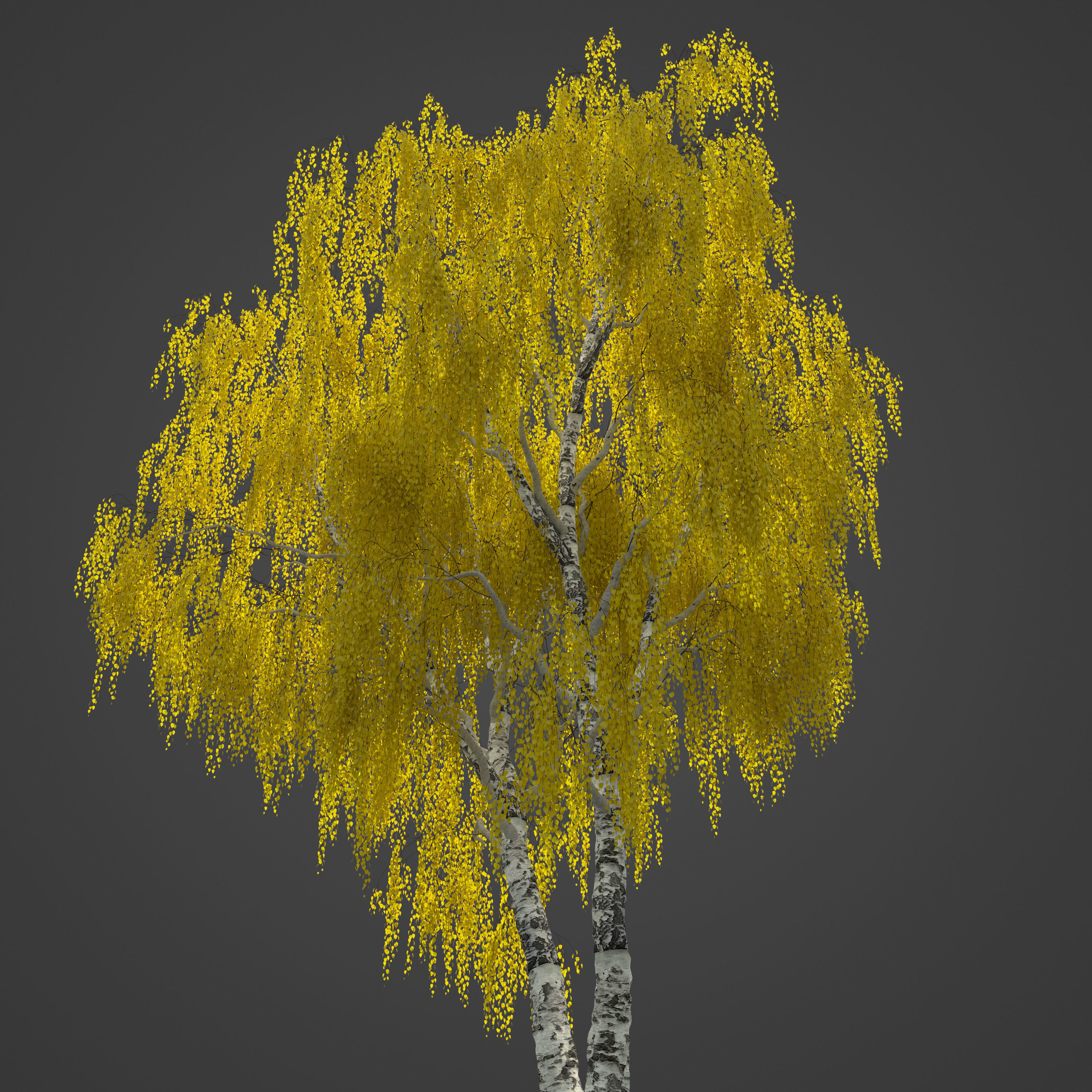 2021 PBR Silver Birch Collection - Betula Pendula 3D model | CGTrader