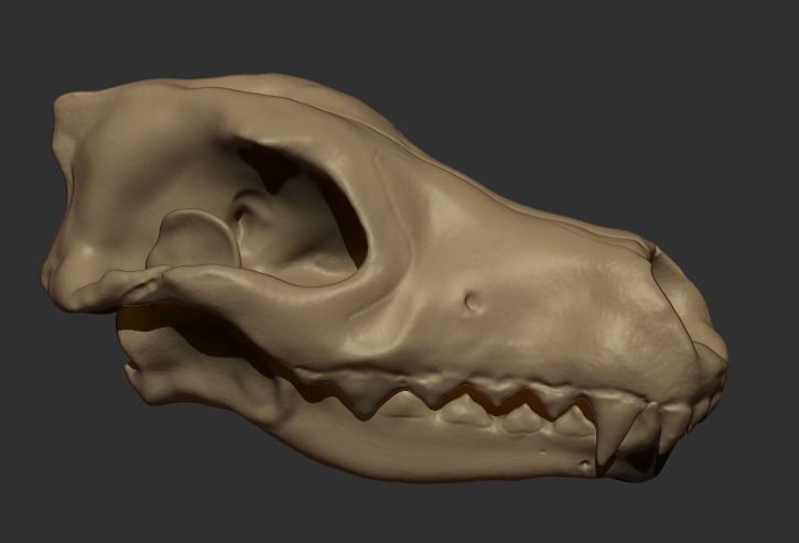 Wolf skull free 3D model 3D printable | CGTrader