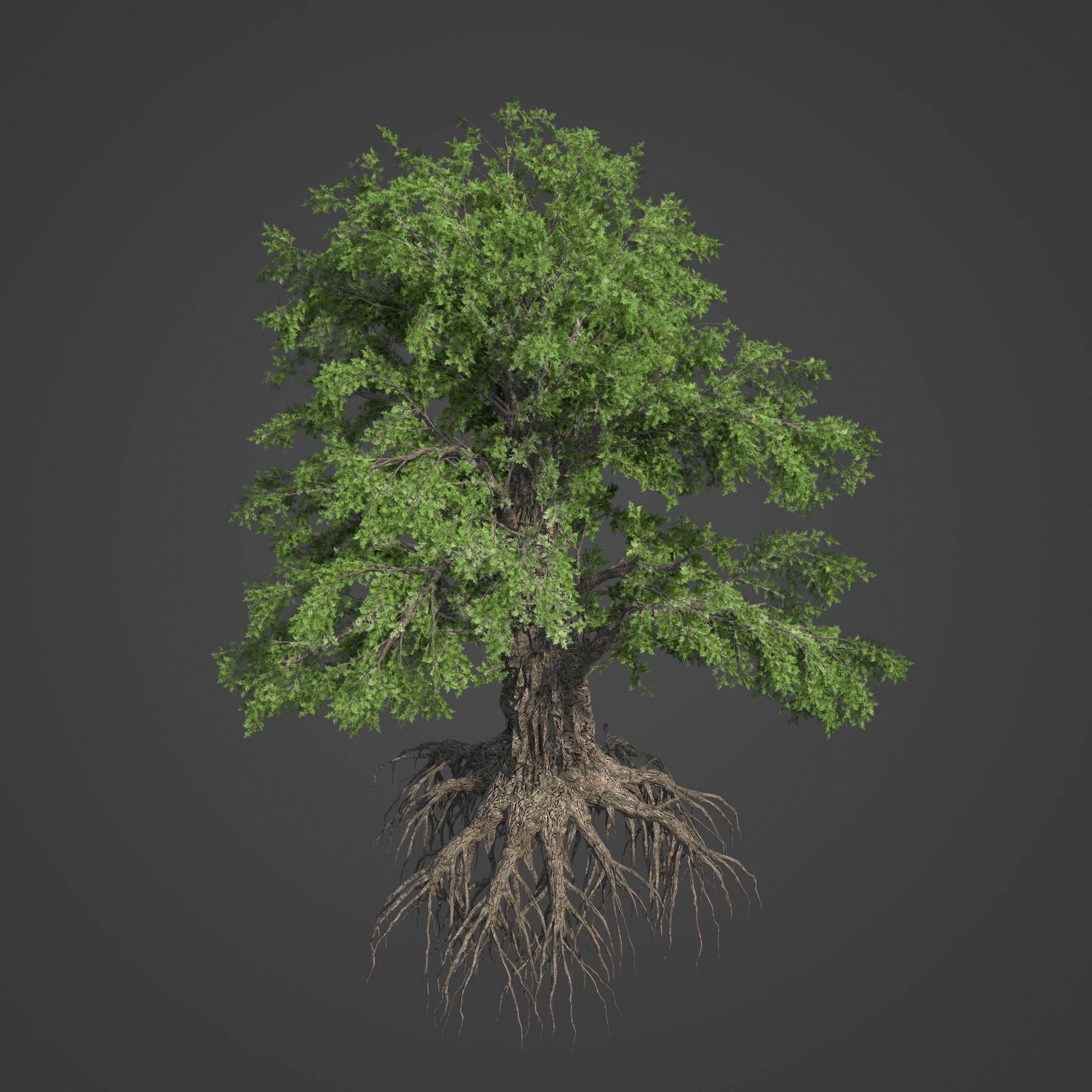 2021 PBR Temple Juniper Collection - Juniperus Rigida 3D model | CGTrader