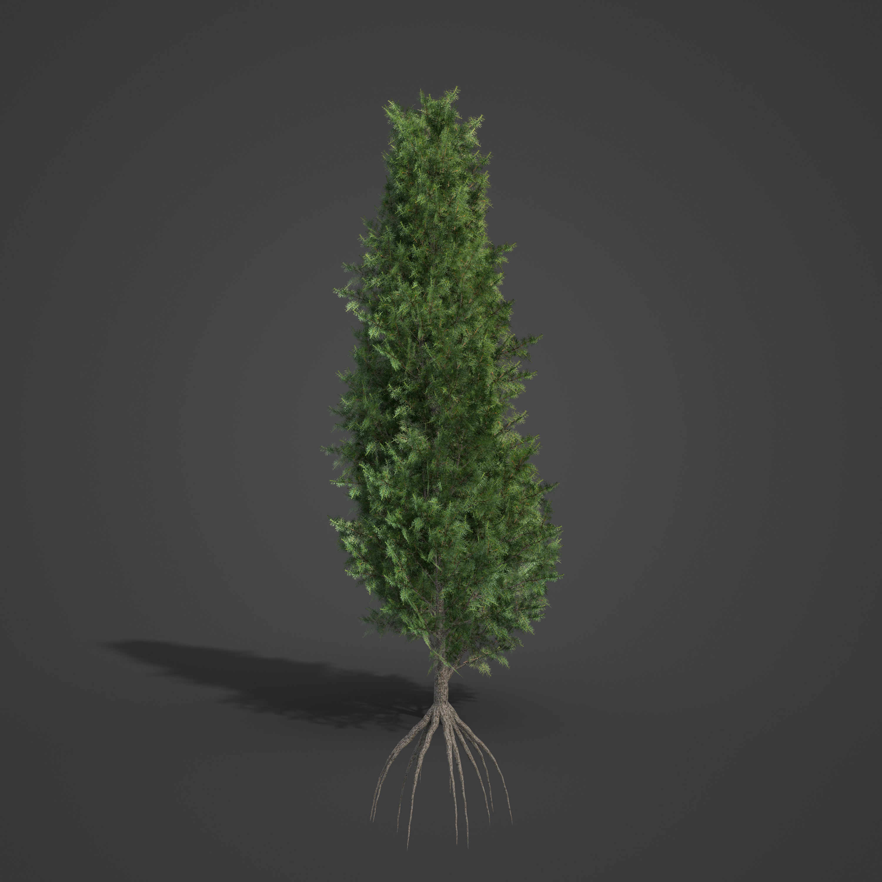 2021 PBR Temple Juniper Collection - Juniperus Rigida 3D model | CGTrader