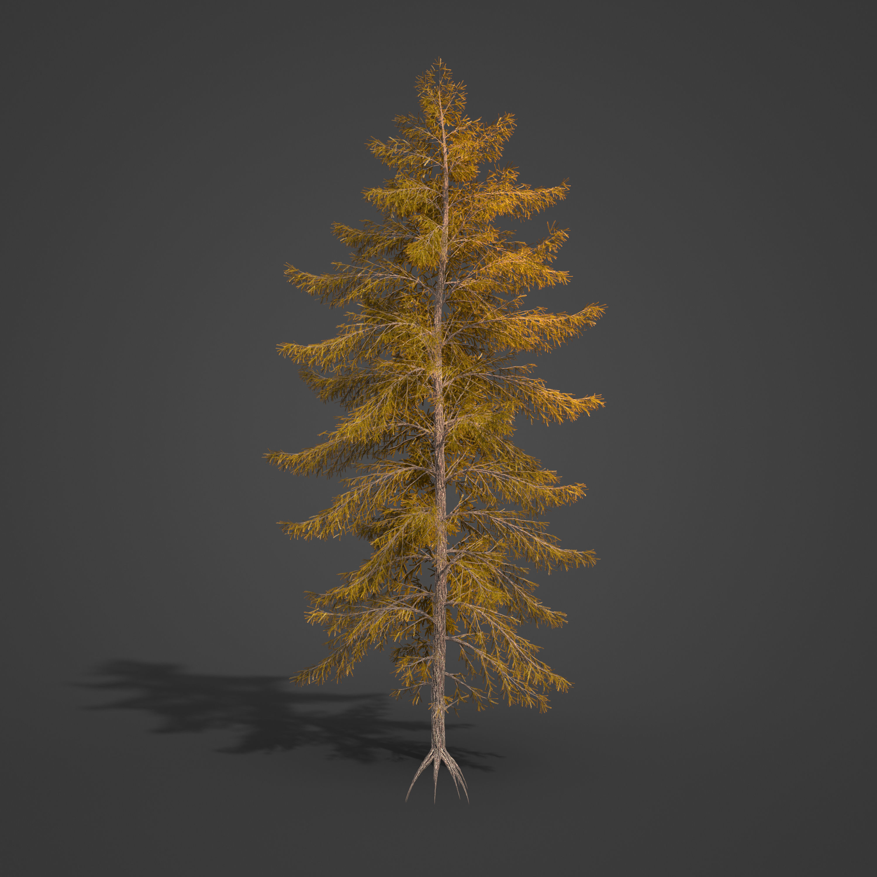 2021 PBR Japanese White Larch Collection - Larix Kaempferi 3D model ...
