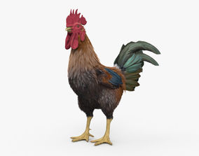 Rooster 3D Models | CGTrader