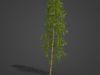 2021 PBR Hachiku Bamboo Collection - Phyllostachys Nigra free 3D model ...