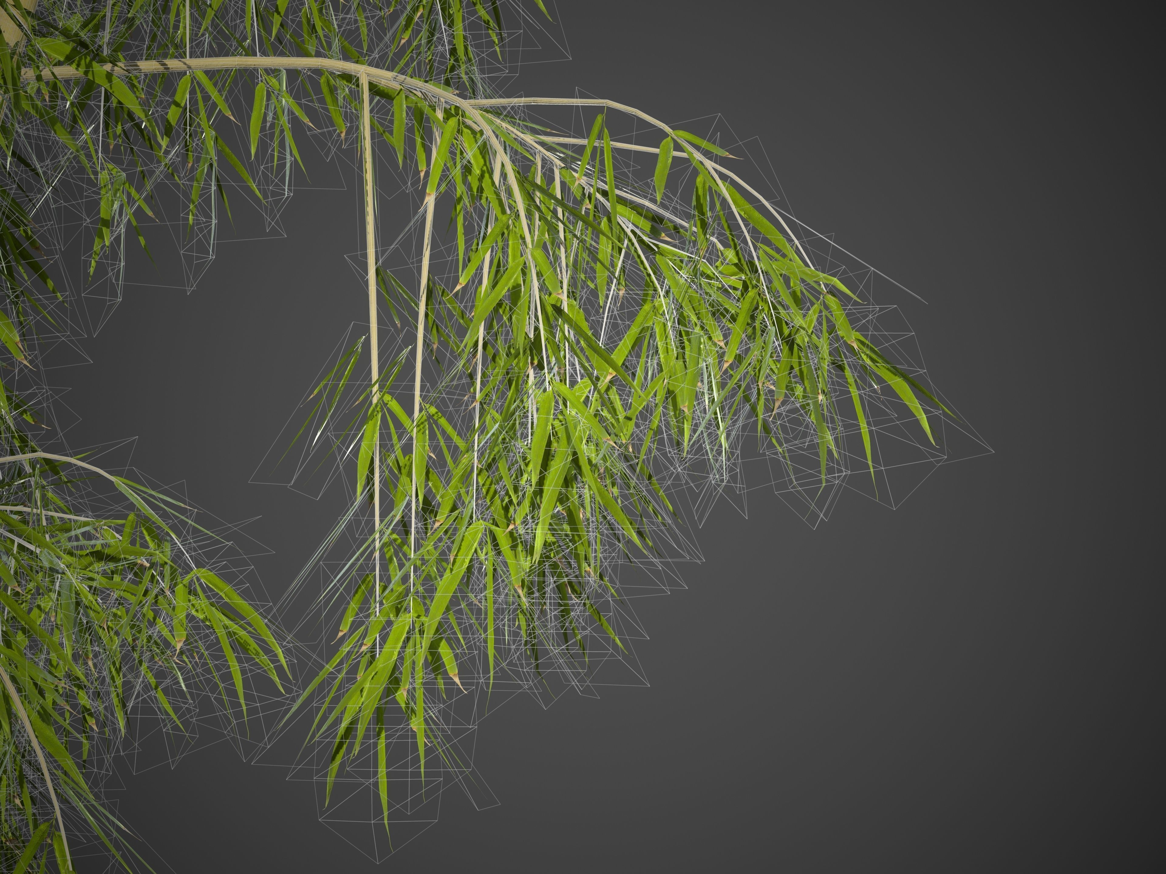 2021 PBR Hachiku Bamboo Collection - Phyllostachys Nigra free 3D model ...