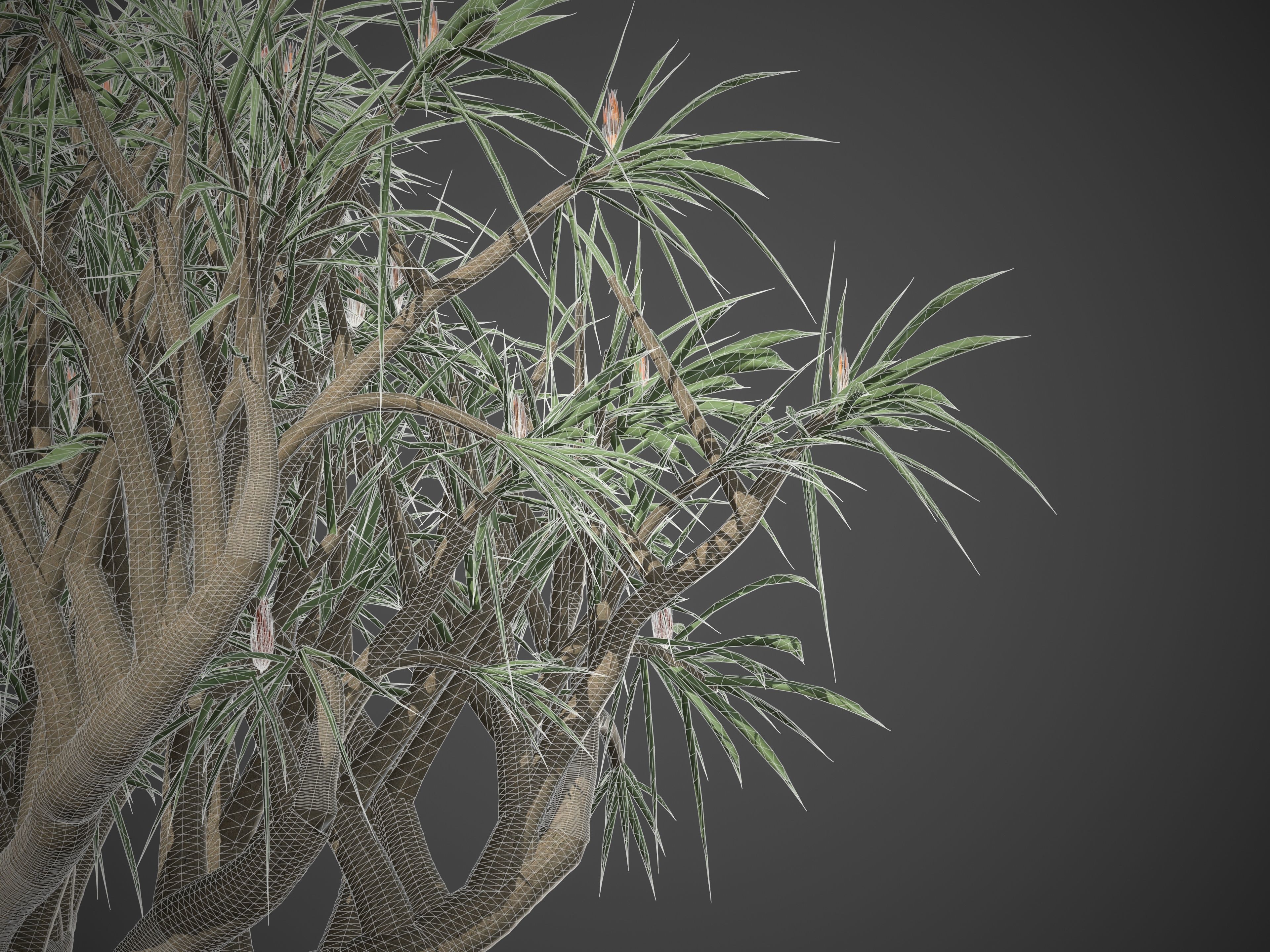 2021 PBR Tree Aloe Collection - Aloe Bainesii 3D model | CGTrader