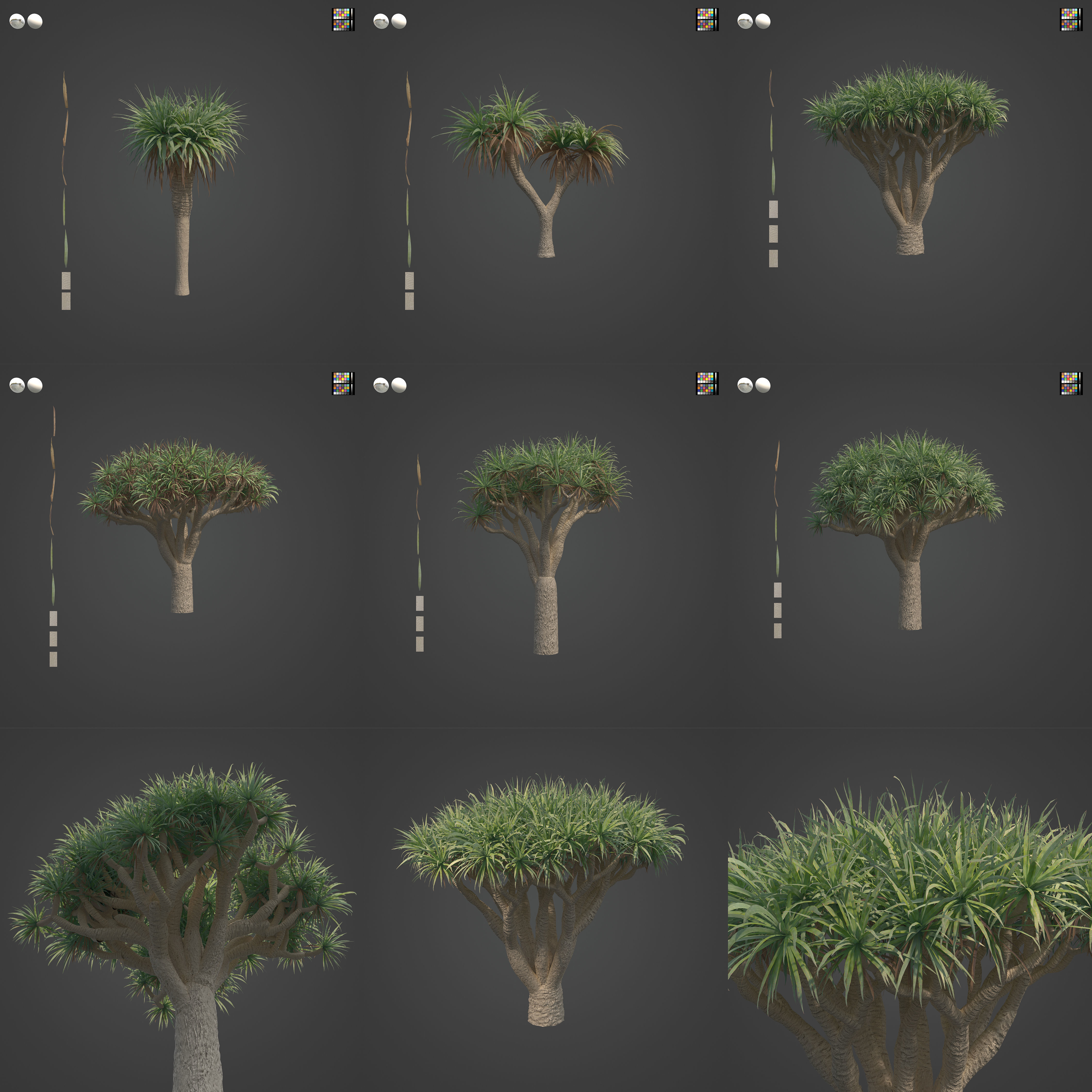 2021 PBR Dragon Tree Collection - Dracaena Draco free 3D model | CGTrader