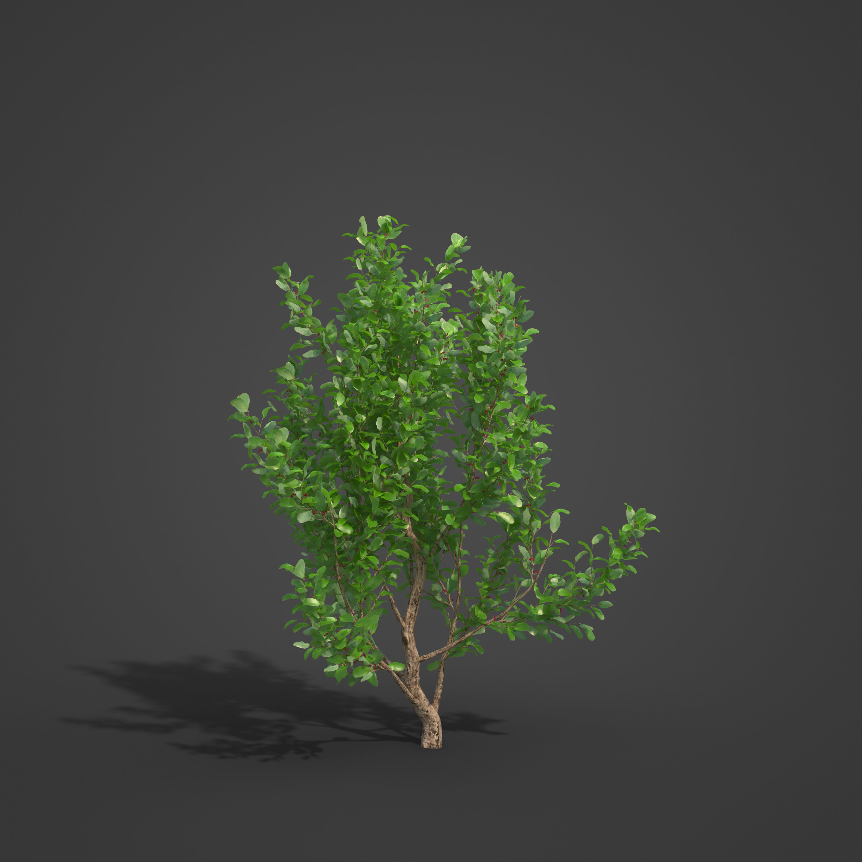 2021 PBR African Boxwood Collection - Myrsine Africana 3D model | CGTrader