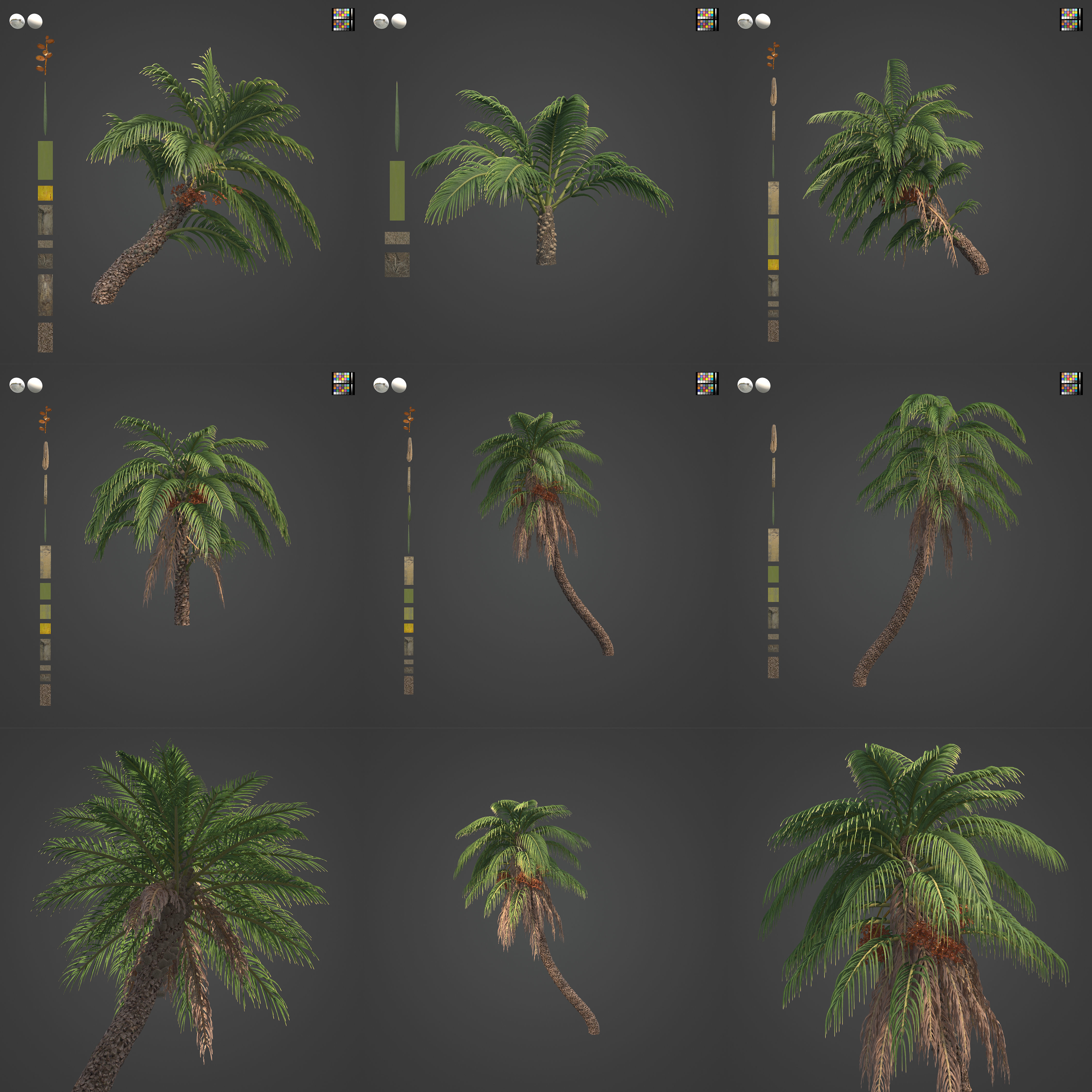 2021 PBR Senegal Date Palm Collection - Phoenix Reclinata 3D model ...