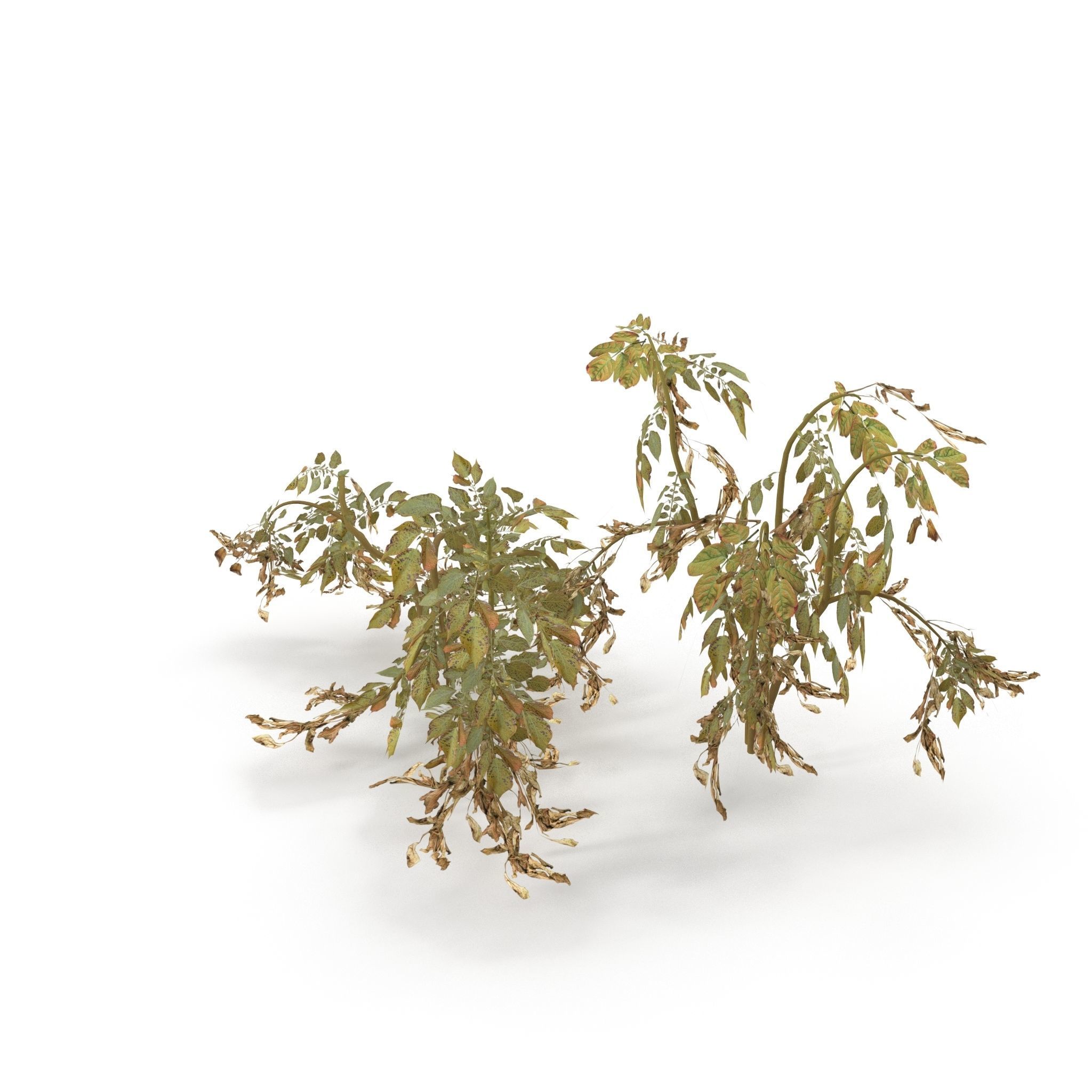 3D model Withered potato tuber VR / AR / low-poly | CGTrader