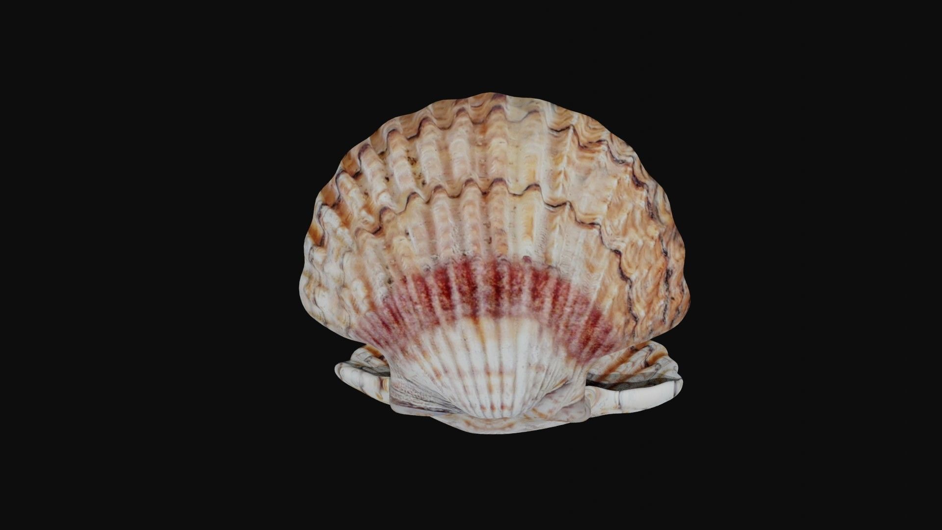 3D model Clam shell VR / AR / low-poly | CGTrader