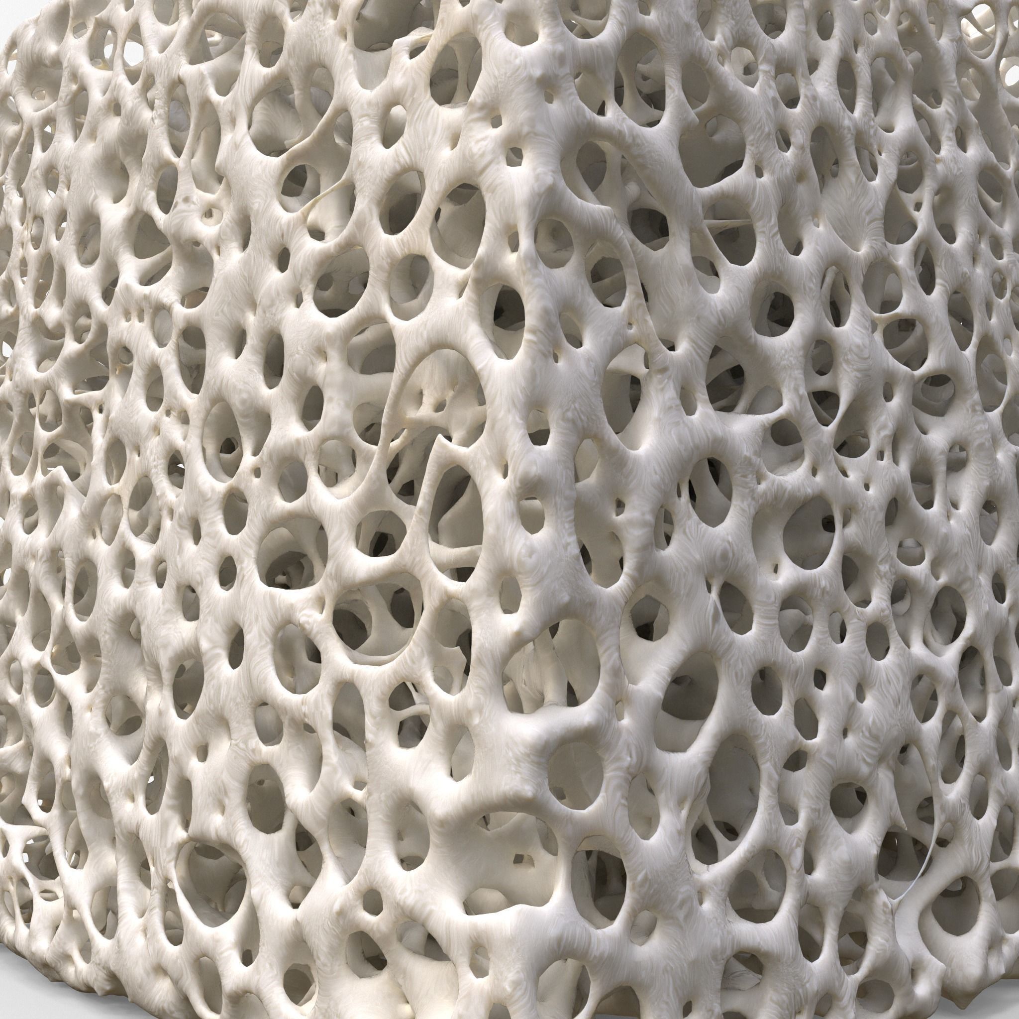 3D model Bone Sponge Structure VR / AR / low-poly | CGTrader
