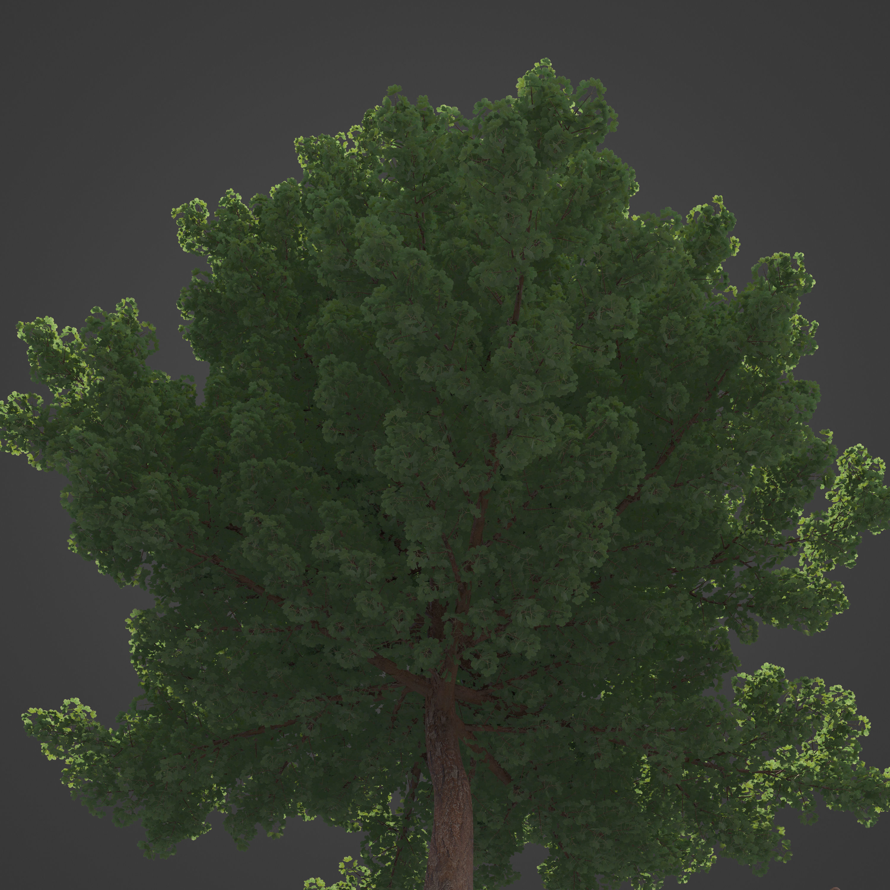 2021 PBR Italian Maple Collection - Acer Opalus 3D model | CGTrader