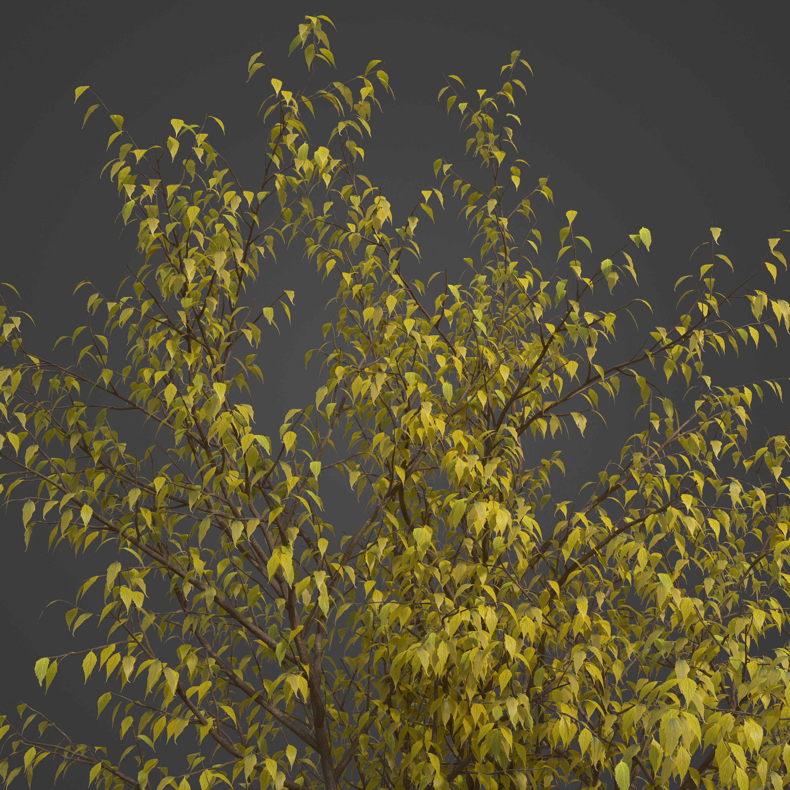 2021 PBR European Hackberry Collection - Celtis Australis 3D model ...