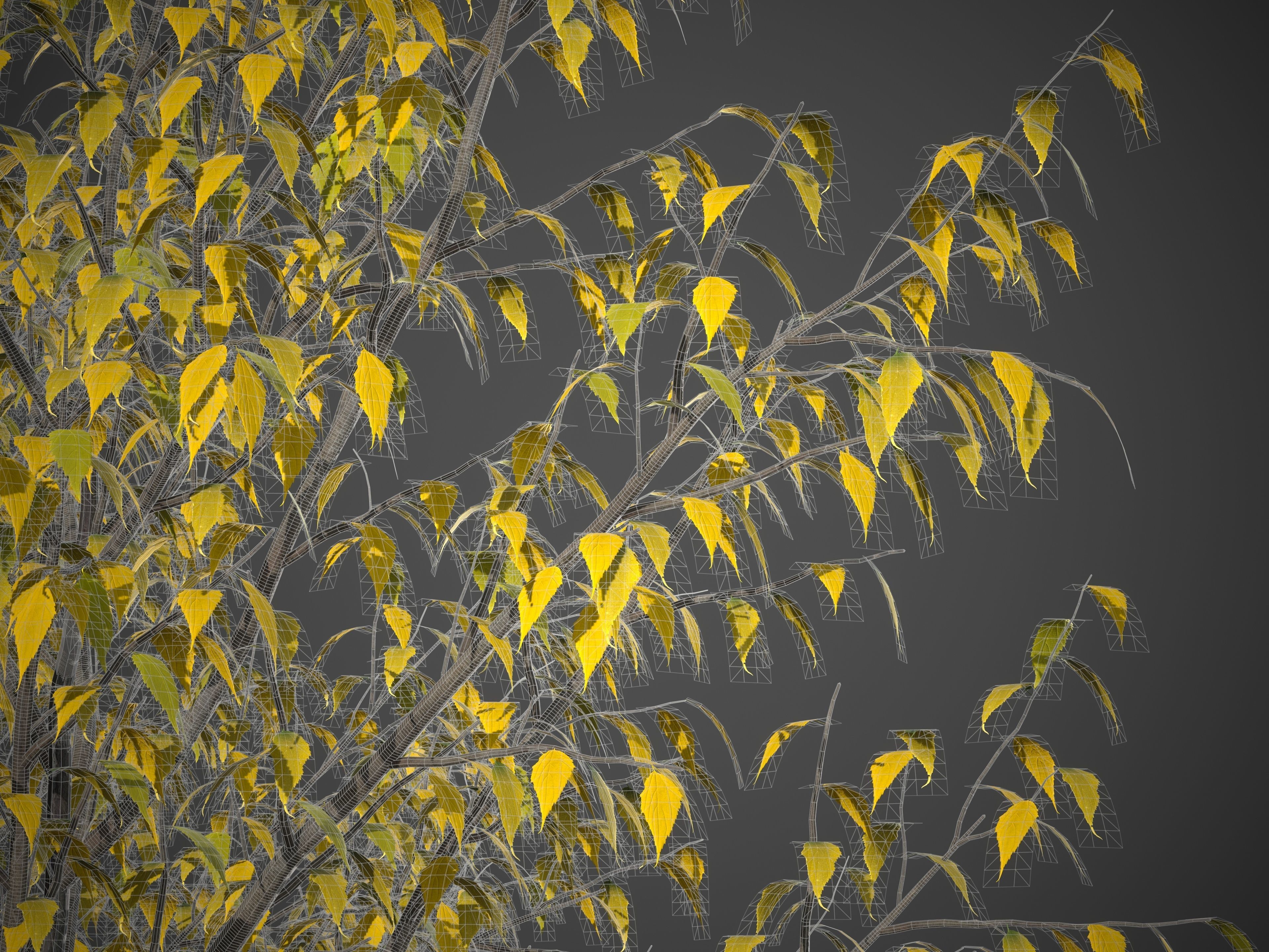 2021 PBR European Hackberry Collection - Celtis Australis 3D model ...