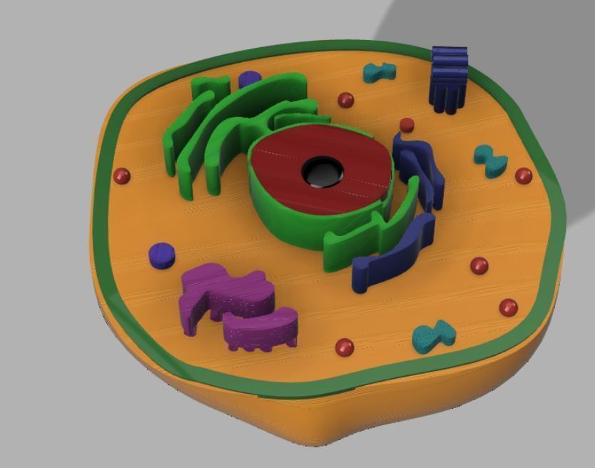 Animal cell 3D model | CGTrader