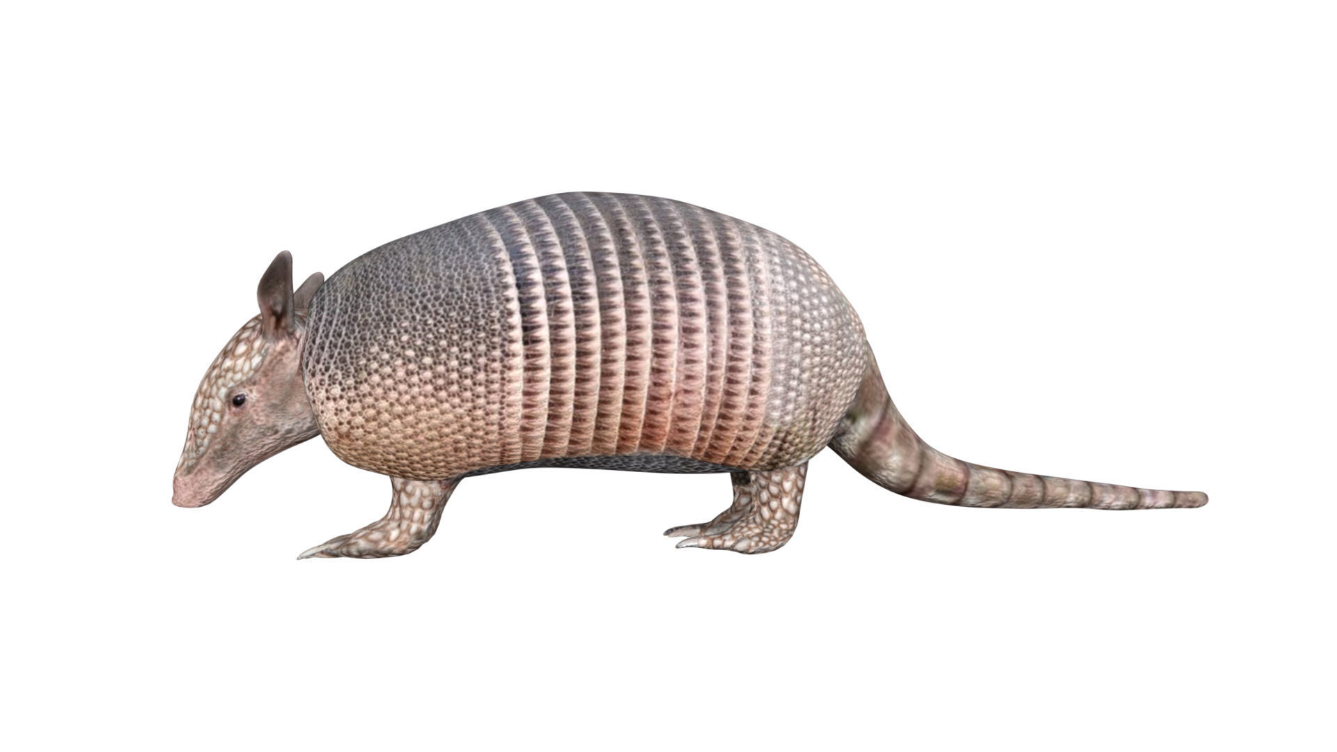 3D model Armadillo VR / AR / low-poly rigged | CGTrader