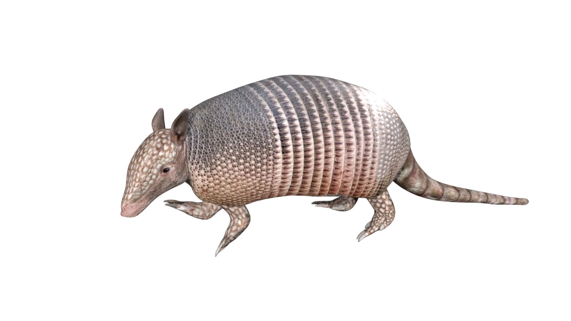 3D model Armadillo VR / AR / low-poly | CGTrader