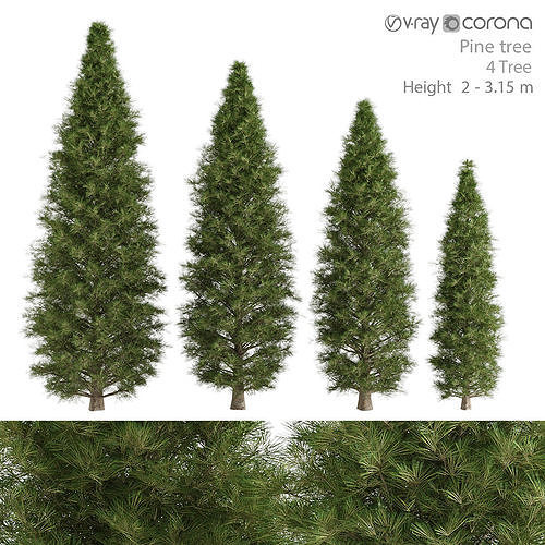 Pine Tree 3D model | CGTrader