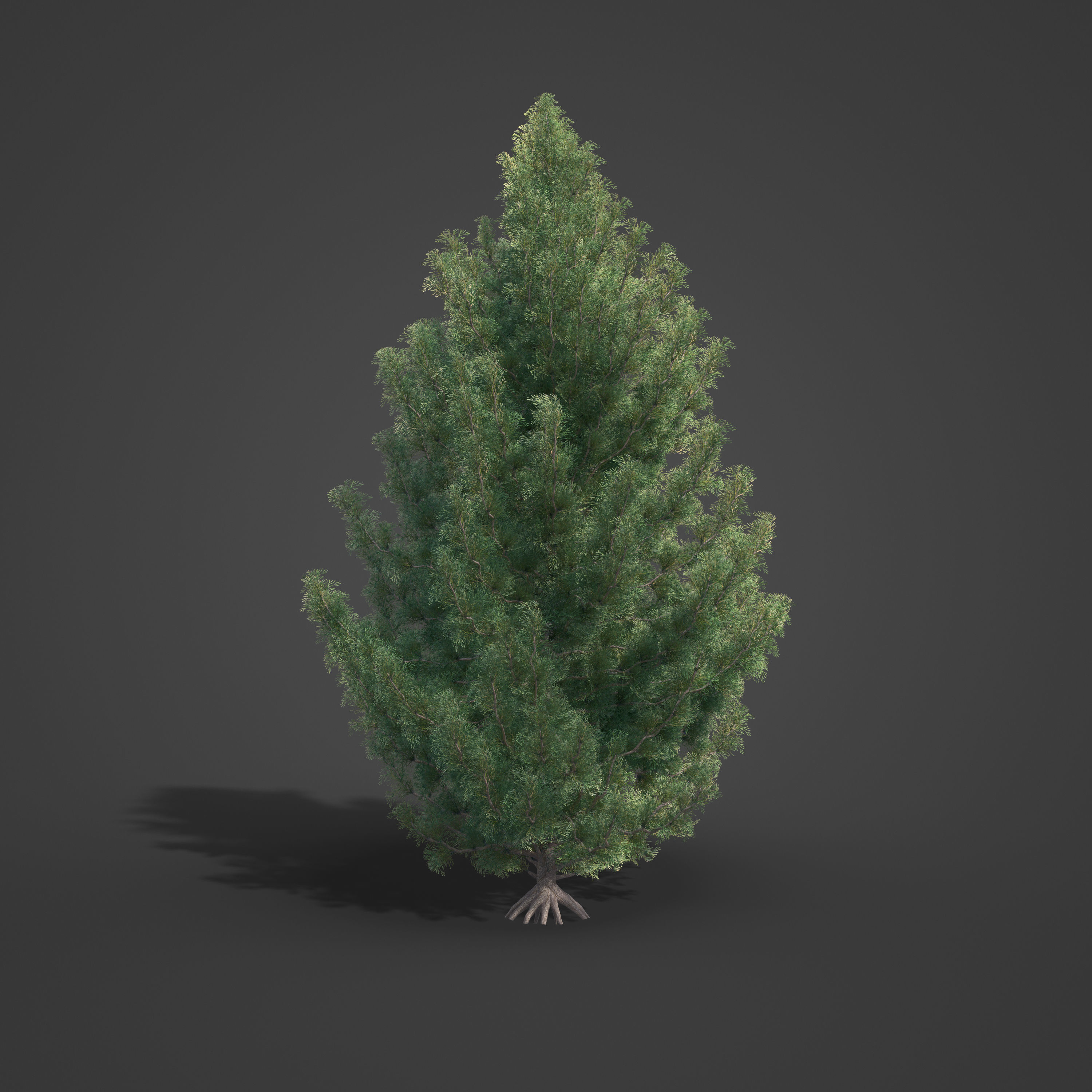 2021 PBR Red Juniper Collection - Juniperus Virginiana 3D model | CGTrader