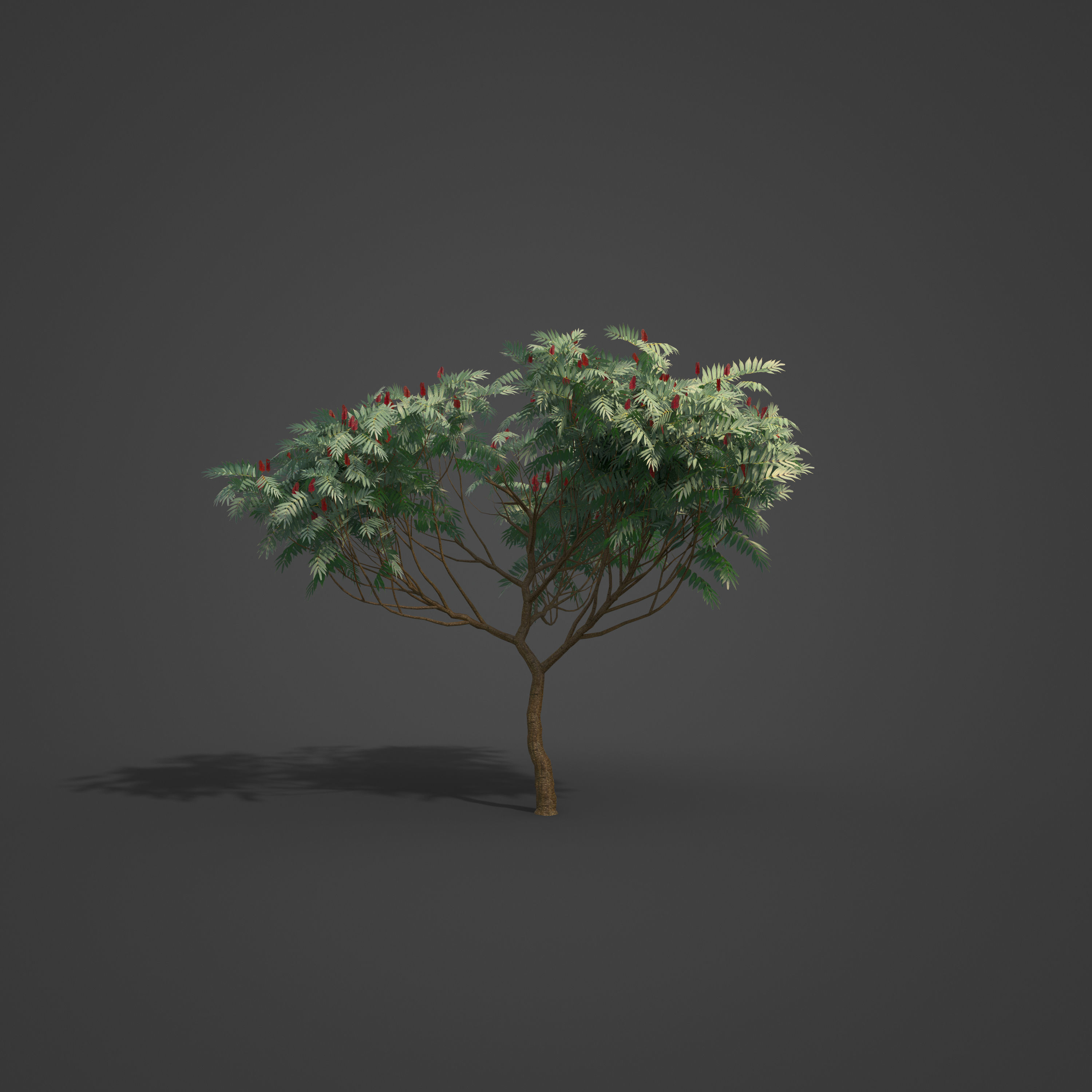 2021 PBR Staghorn Sumac Collection - Rhus Typhina 3D model | CGTrader