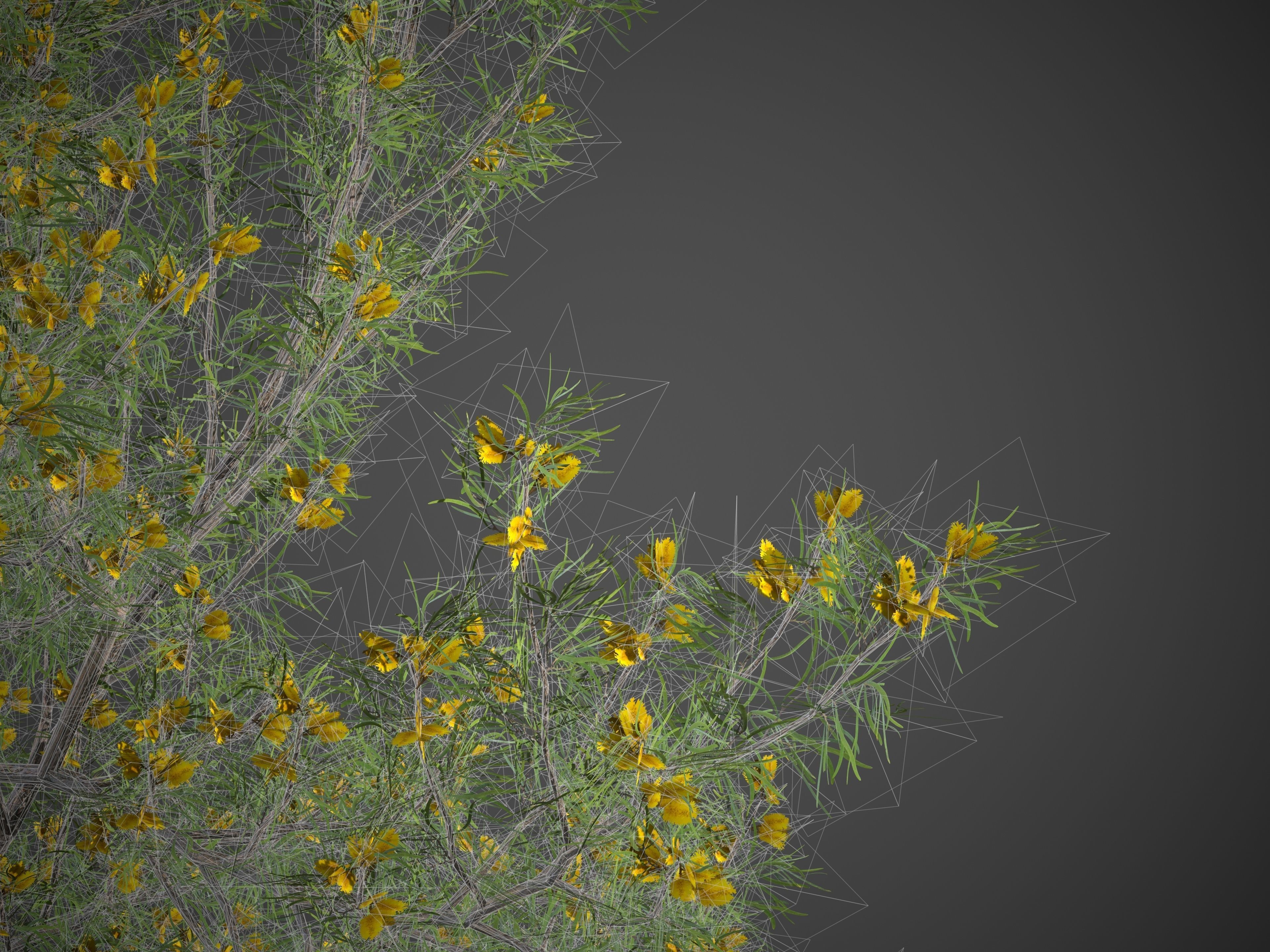 2021 PBR True Mulga Collection - Acacia Aneura 3D model | CGTrader