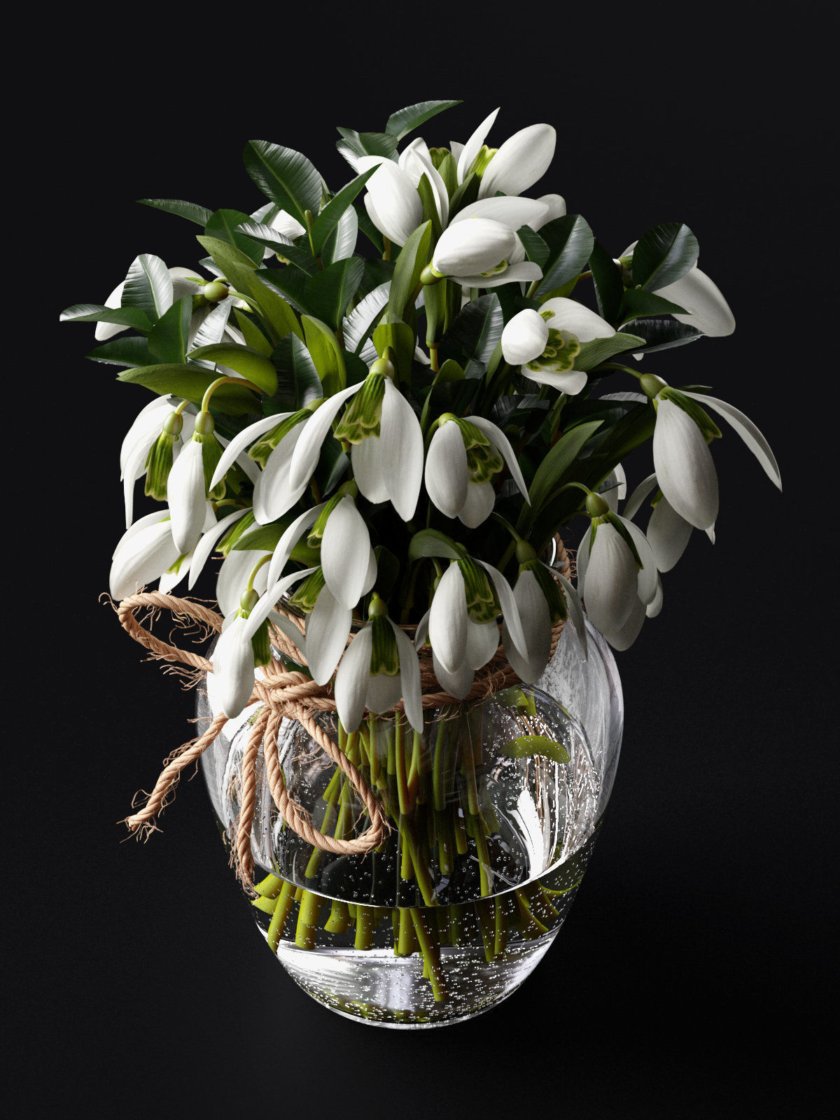 Snowdrop Plant 3D model | CGTrader