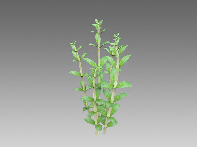 Cilantro Om free 3D model | CGTrader