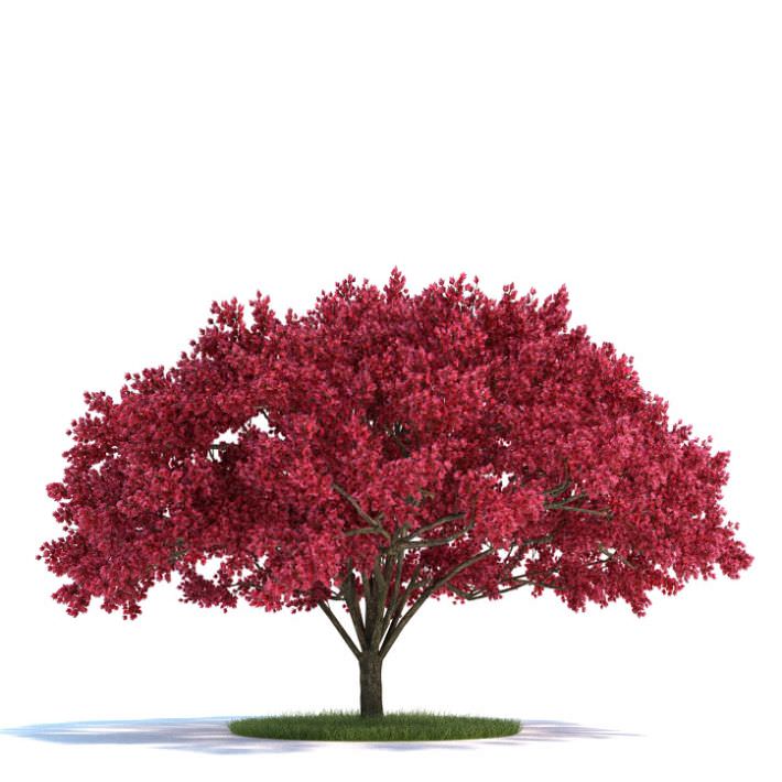 Large Cherry Tree 3D model | CGTrader