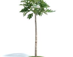 Papaya 3D Models | CGTrader