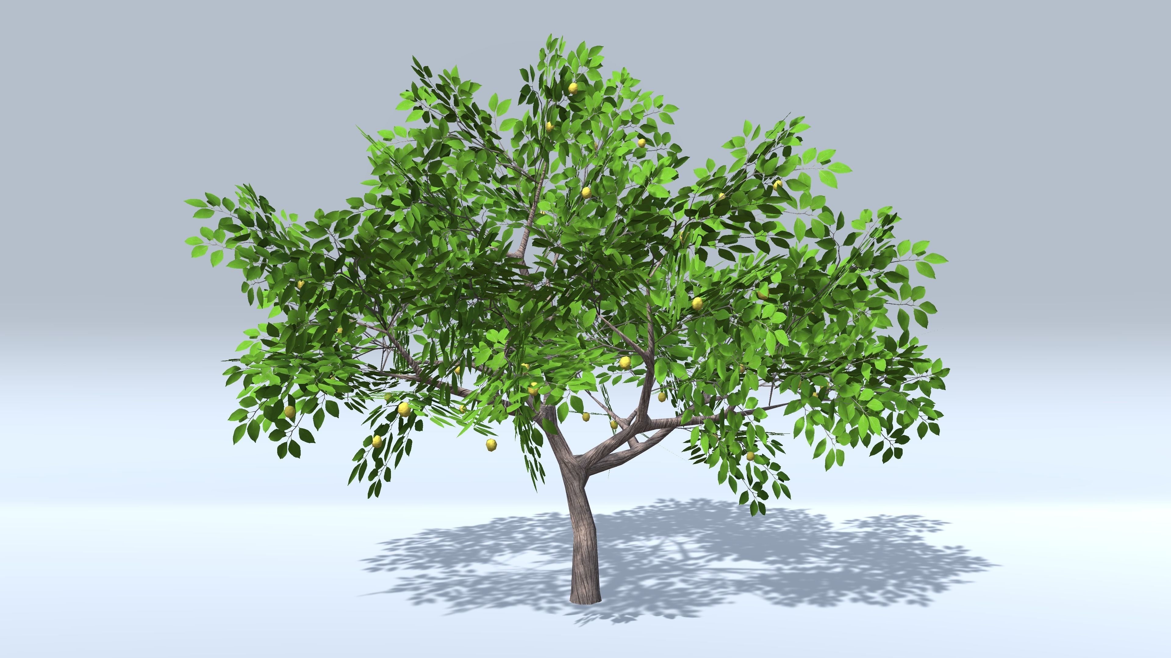Lemon Trees free VR / AR / low-poly 3D model | CGTrader