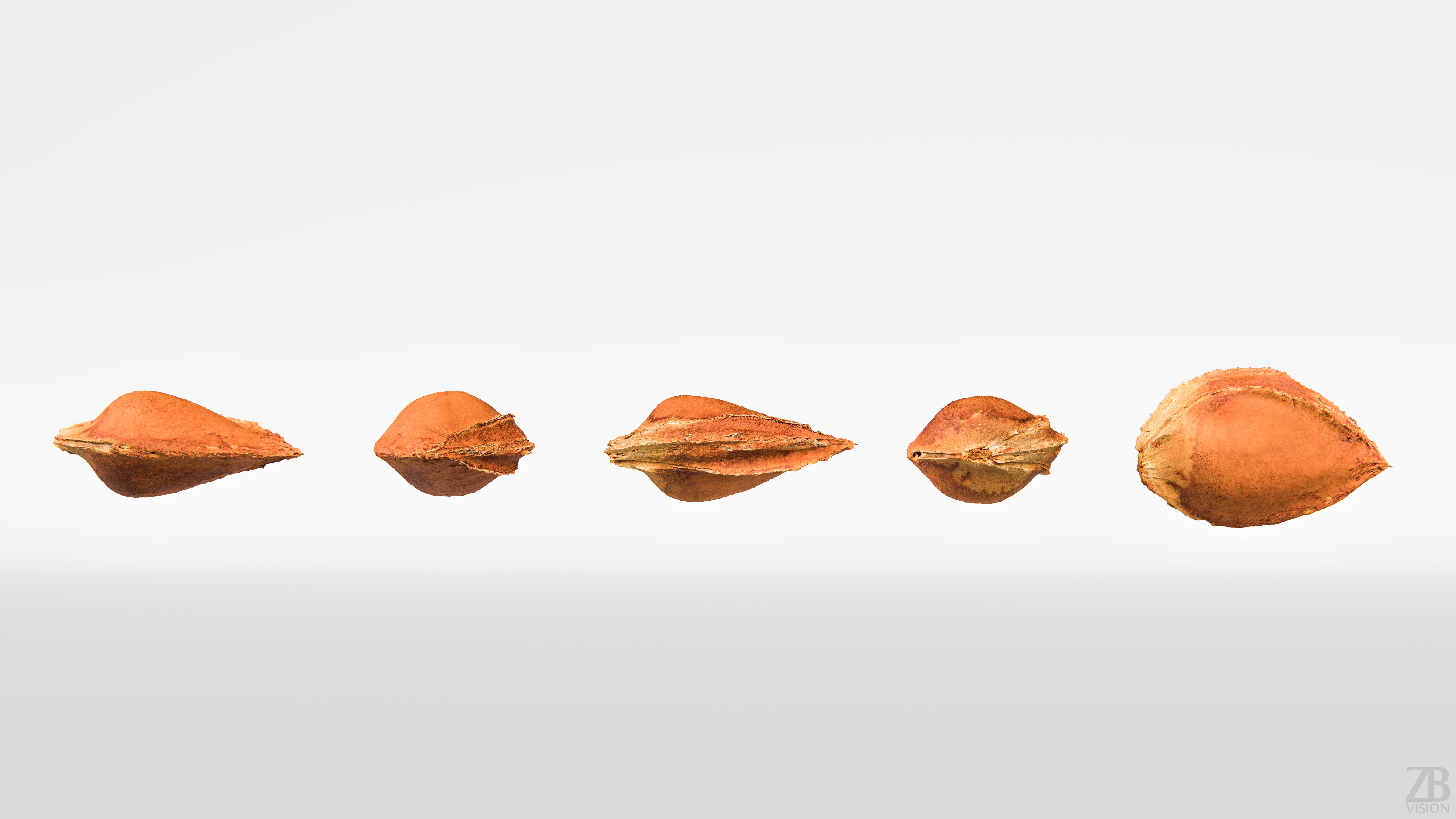 Apricot pit 3D model | CGTrader