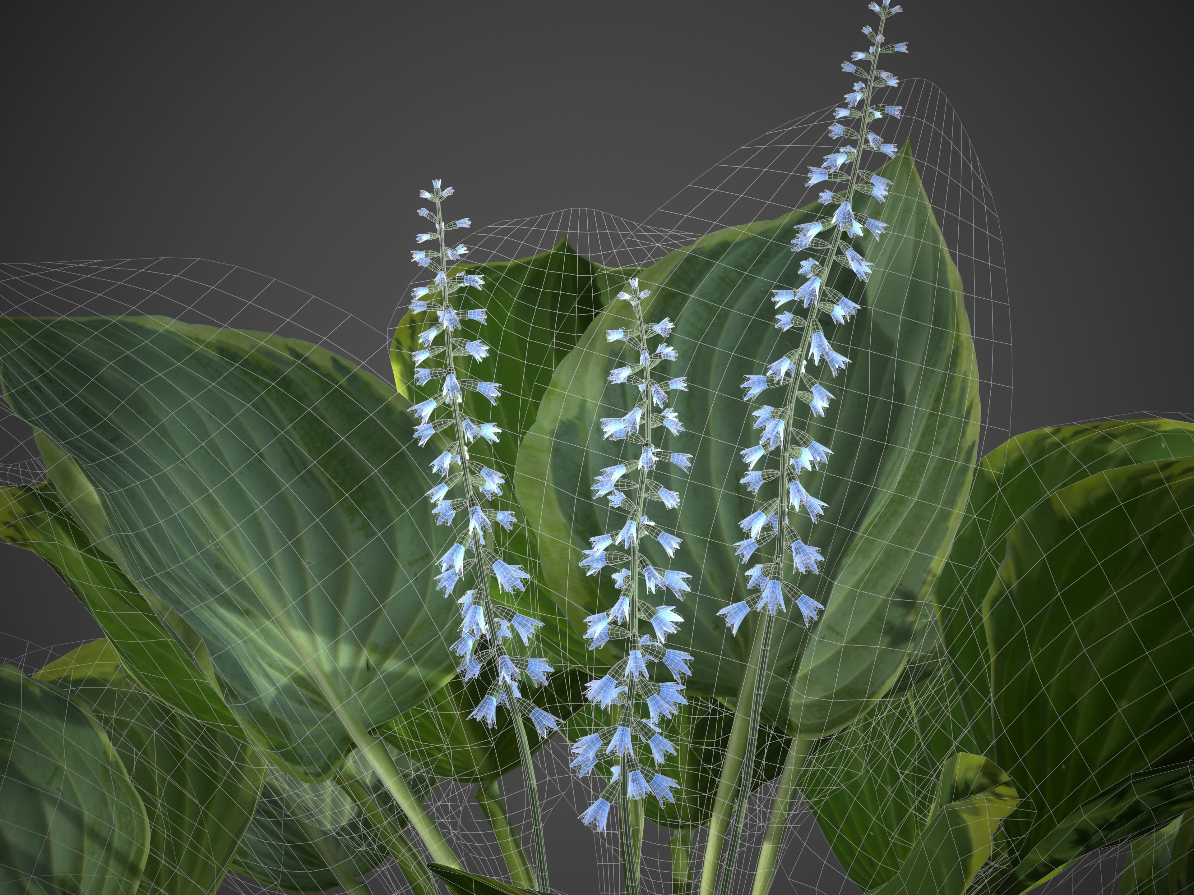 XfrogPlants Hosta 3D model | CGTrader
