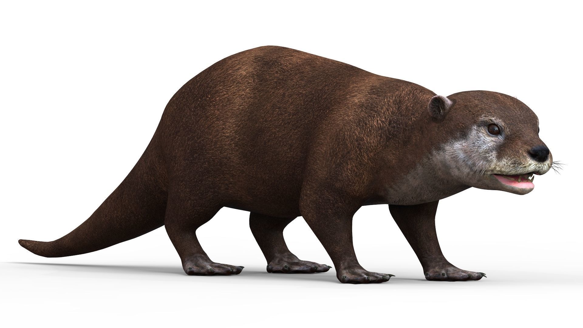 3D model Otter With PBR Textures VR / AR / low-poly | CGTrader