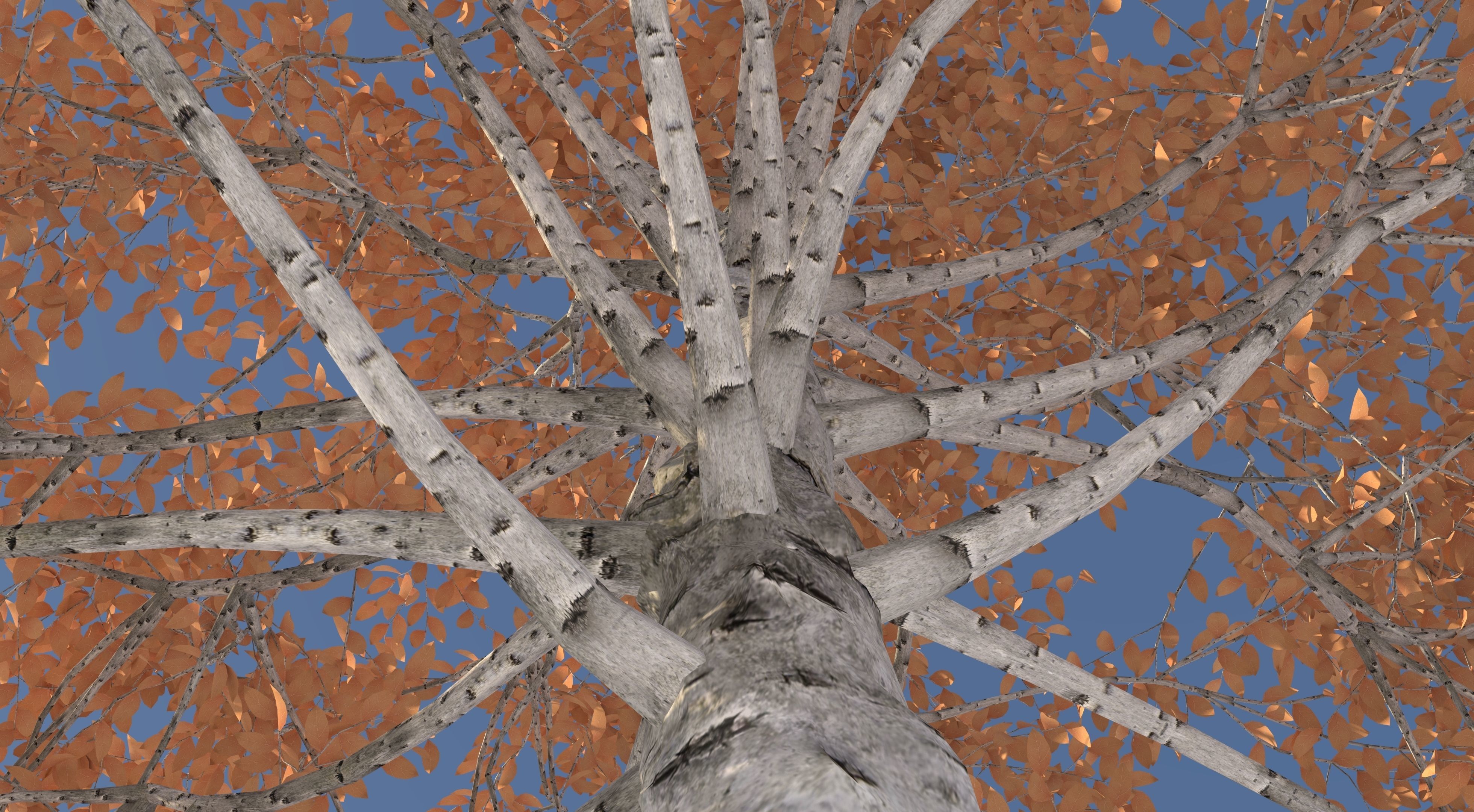 Aspen Tree 3D model | CGTrader