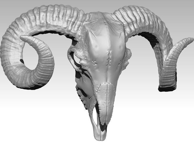 print file ram skull 3D model 3D printable | CGTrader