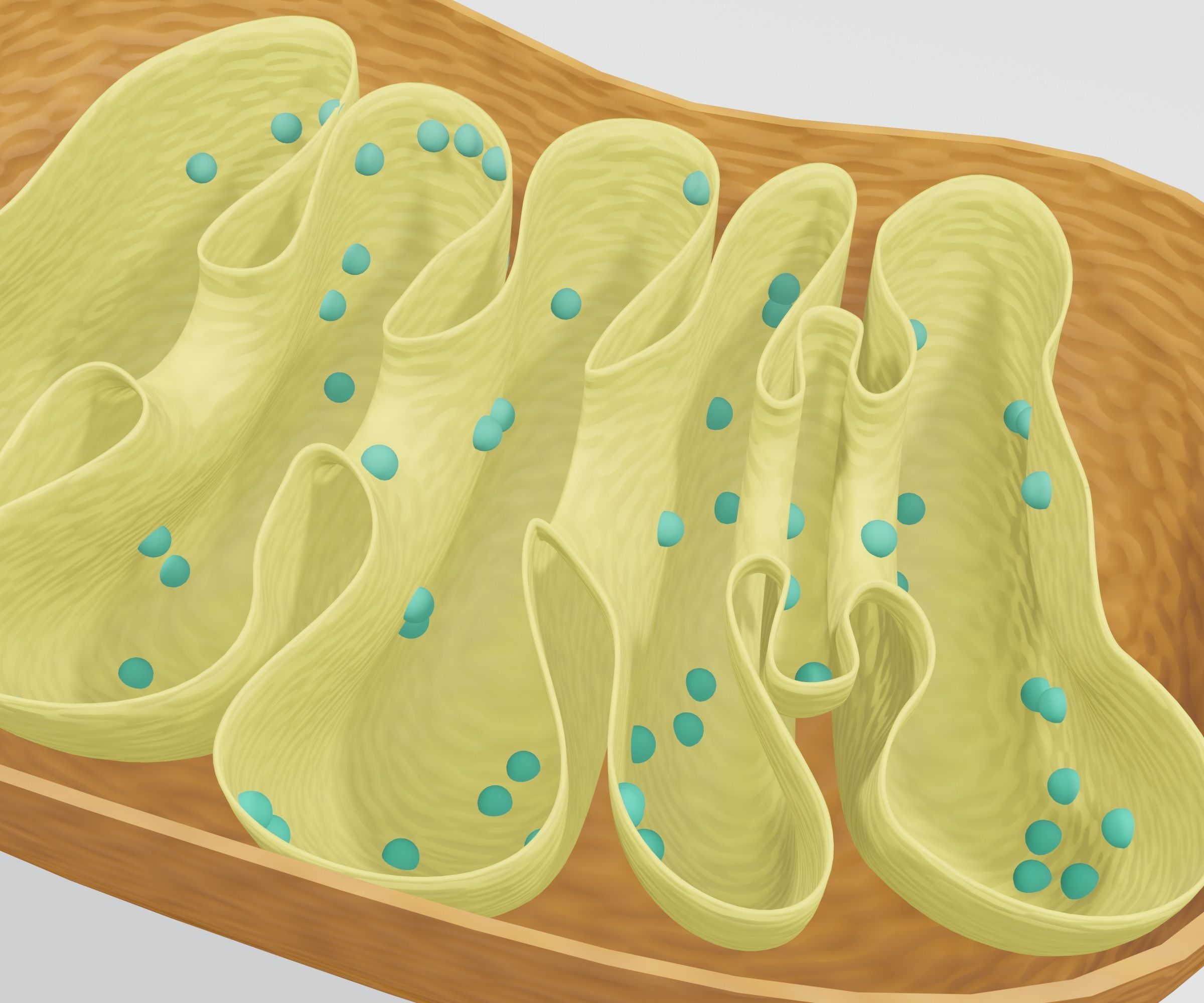 Mitochondria cut and uncut membrane 3D model | CGTrader