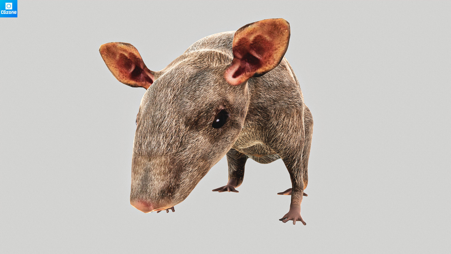 3D model Mouse Rat VR / AR / low-poly | CGTrader