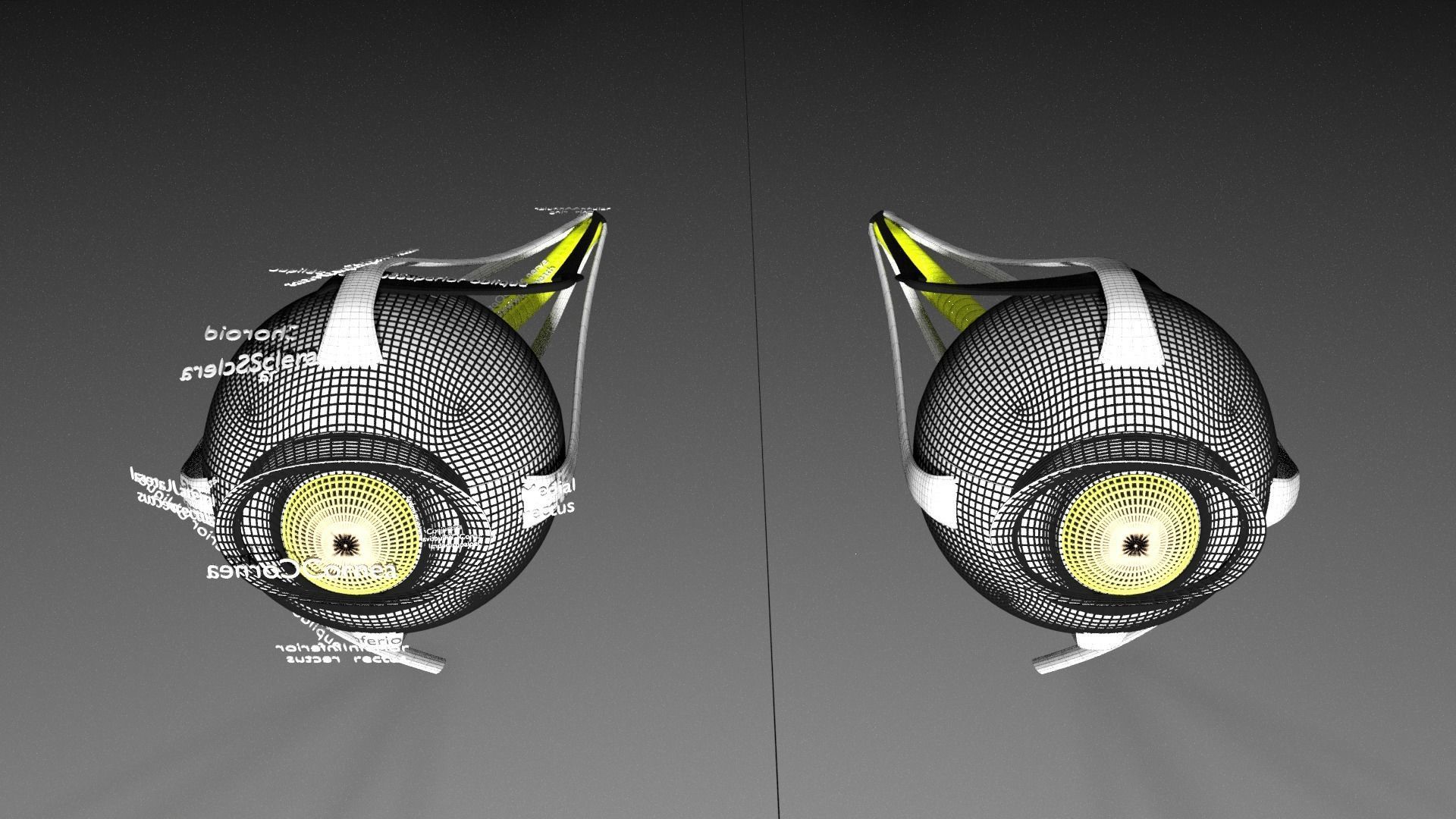 Eye anatomy cut open detail labelled 3D model | CGTrader