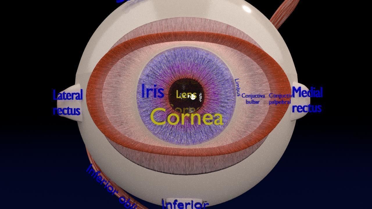Eye anatomy cut open detail labelled 3D model | CGTrader
