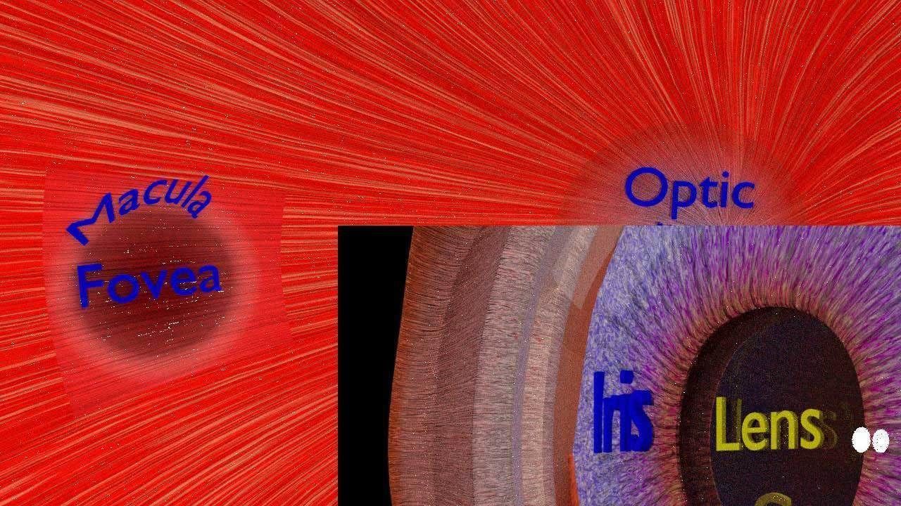 Eye anatomy cut open detail labelled 3D model | CGTrader