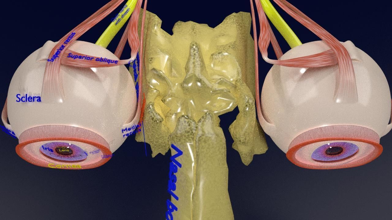 Eye anatomy cut open detail labelled 3D model | CGTrader