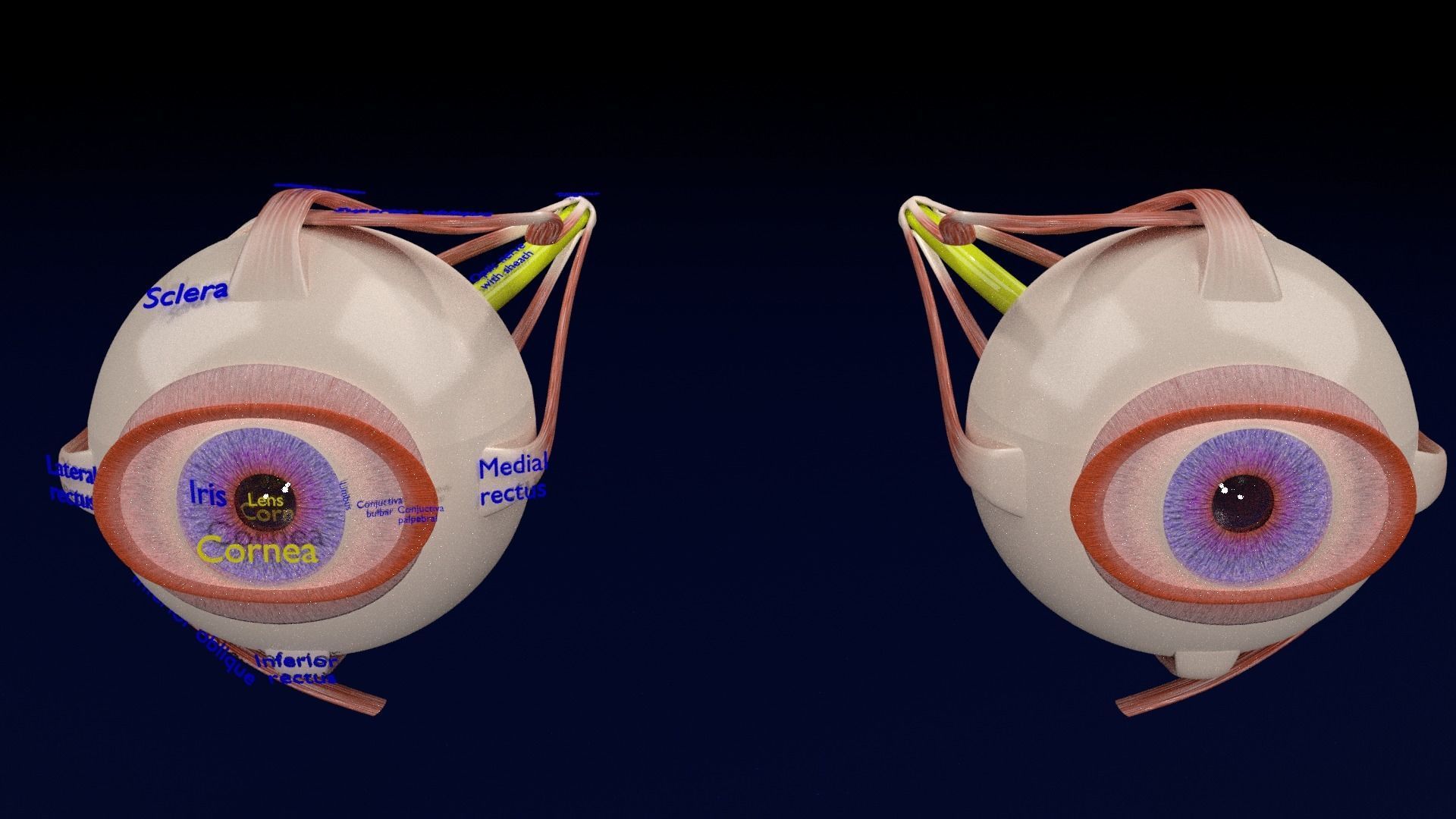 Eye anatomy cut open detail labelled 3D model | CGTrader