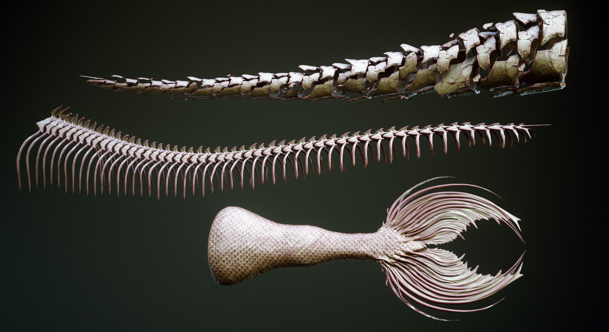 TAILS - 33 Tail Meshes and Curve Brushes 3D model | CGTrader