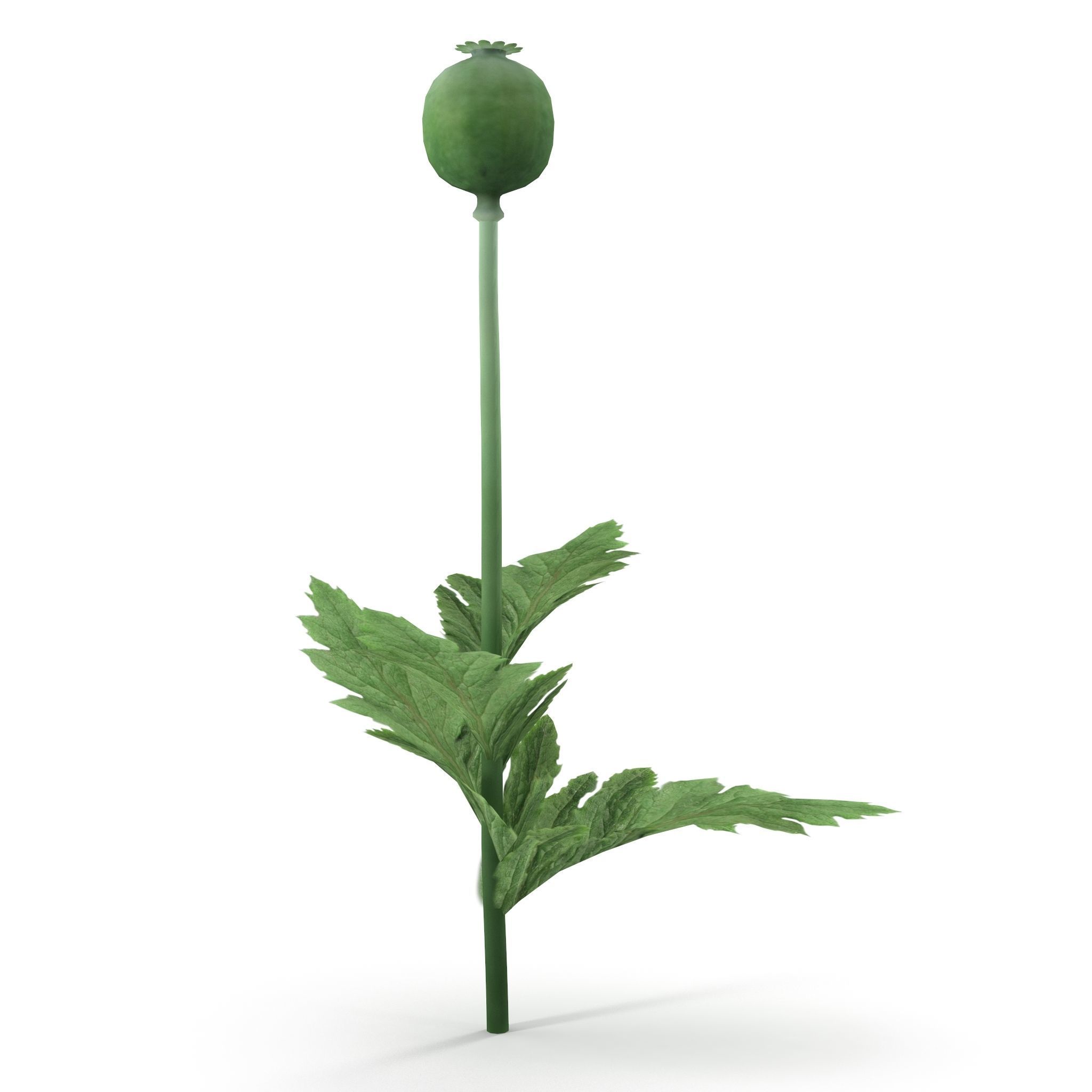 Poppy 3D model | CGTrader