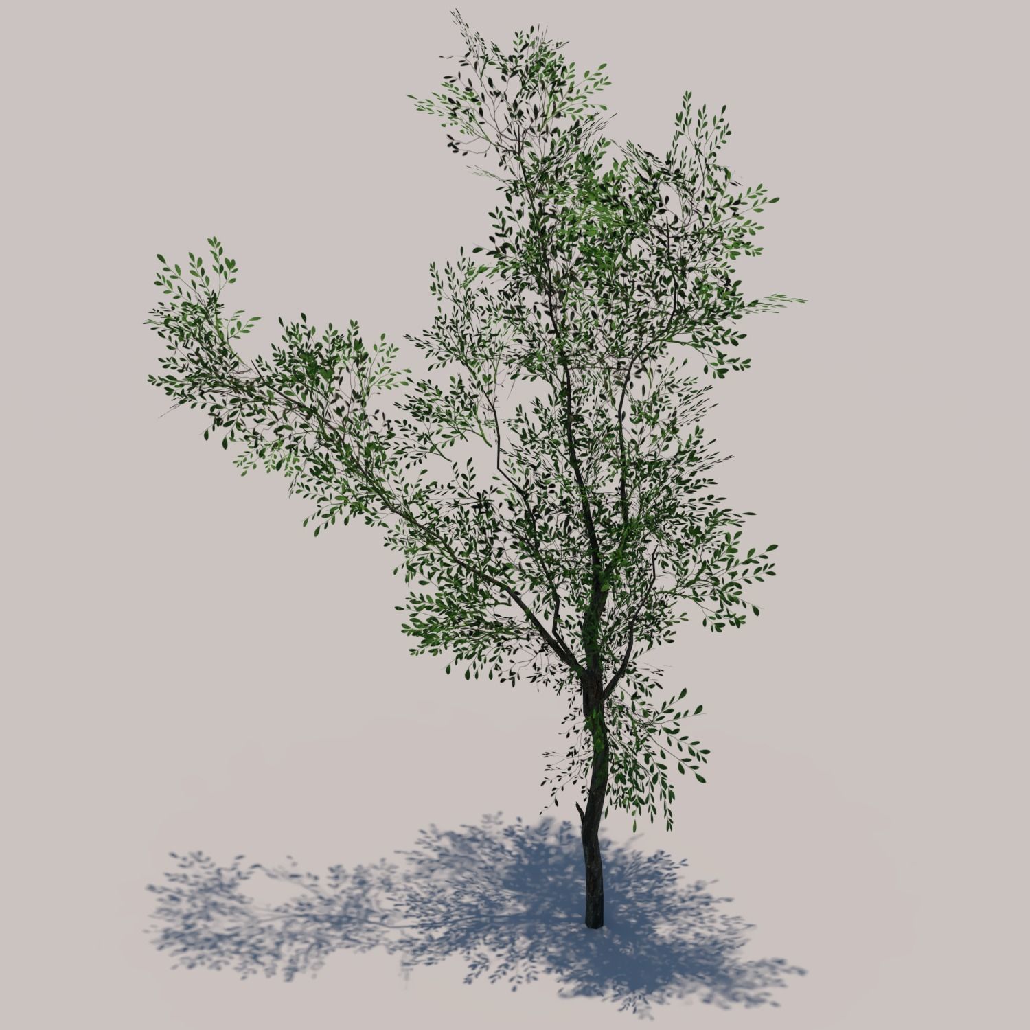 Small Tree Pack - 10 SKP and FBX trees free 3D model | CGTrader