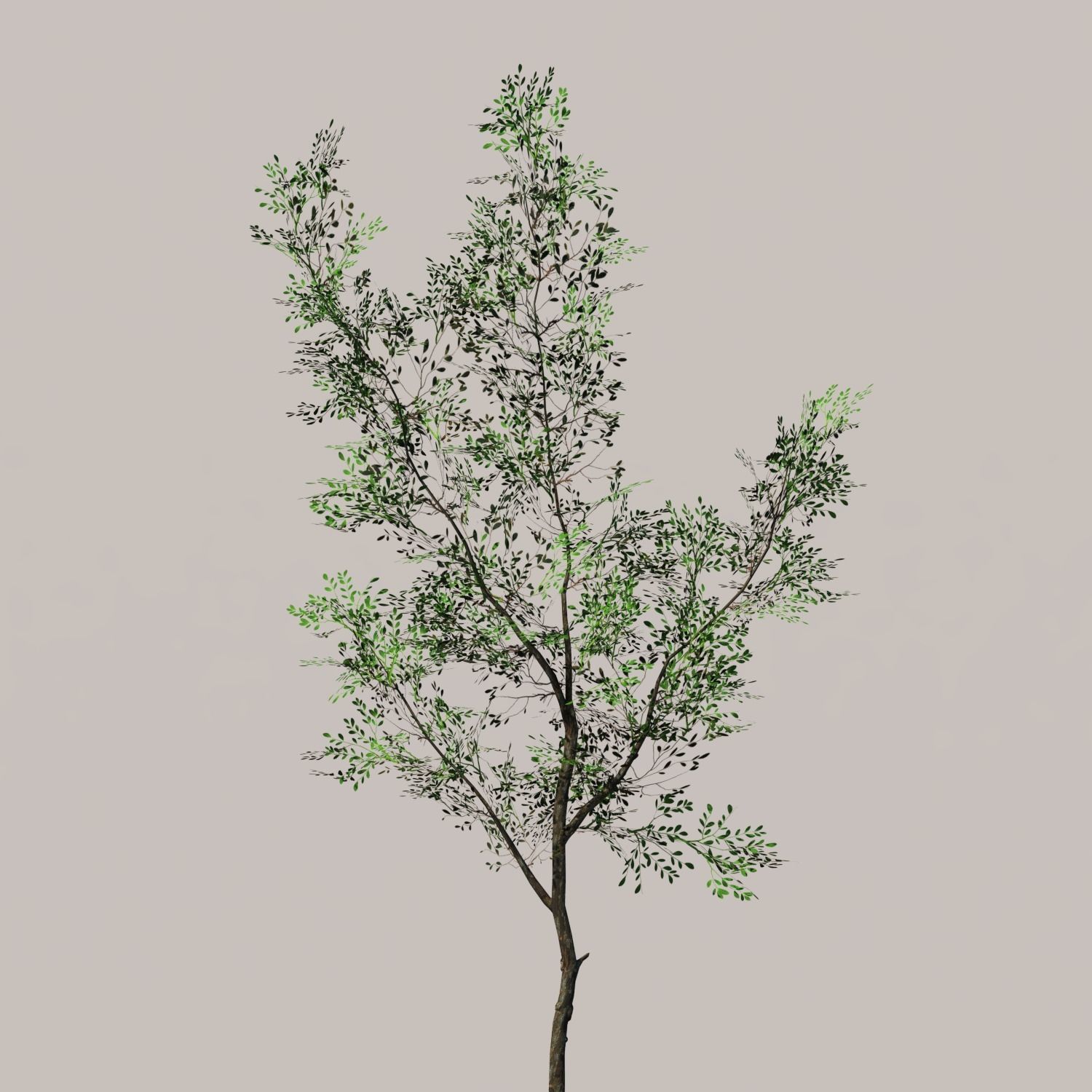 Small Tree Pack - 10 SKP and FBX trees free 3D model | CGTrader