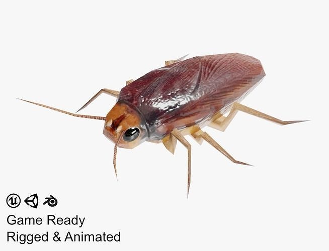 3D model Cockroach VR / AR / low-poly | CGTrader