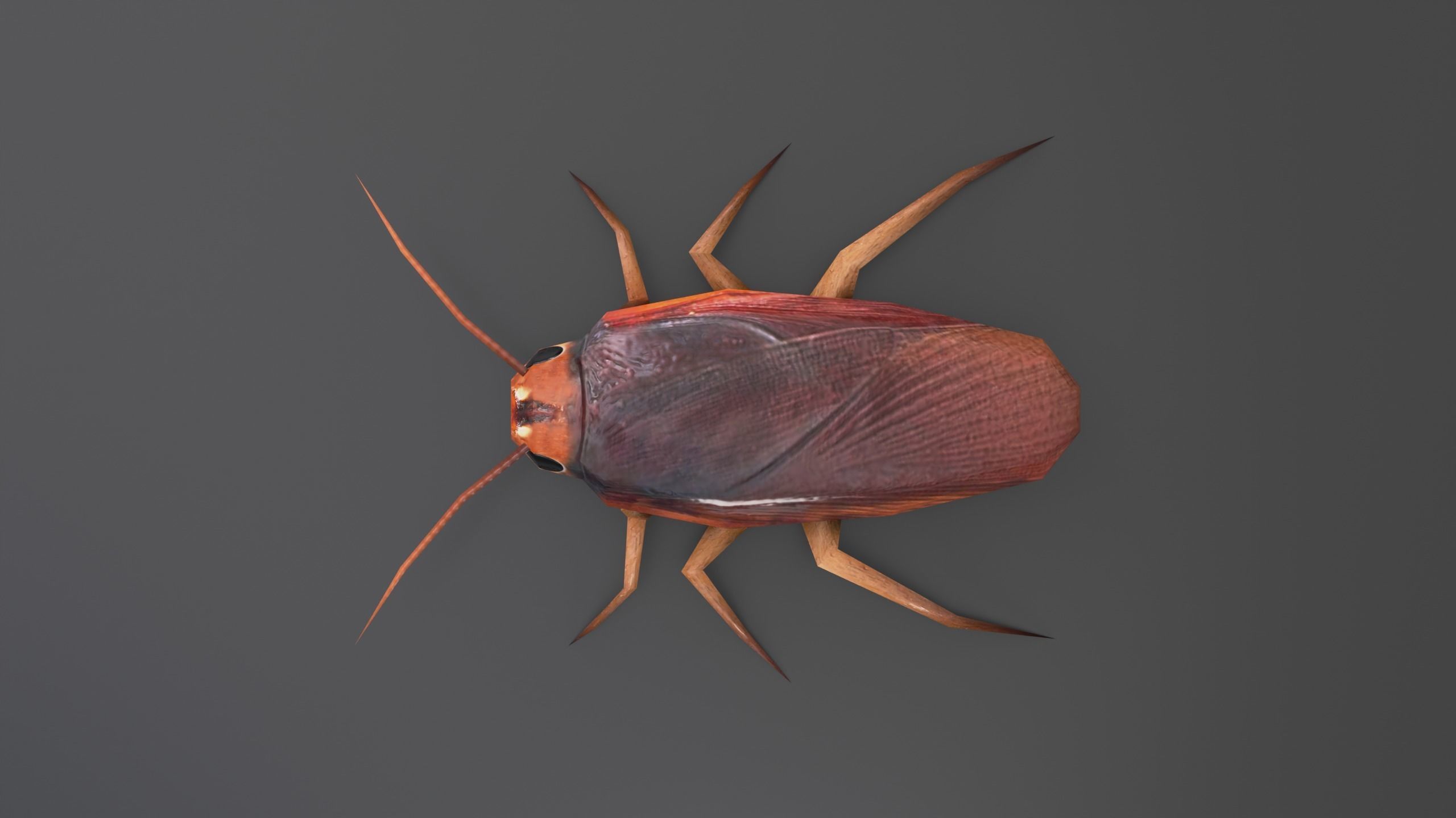 3D model Cockroach VR / AR / low-poly | CGTrader