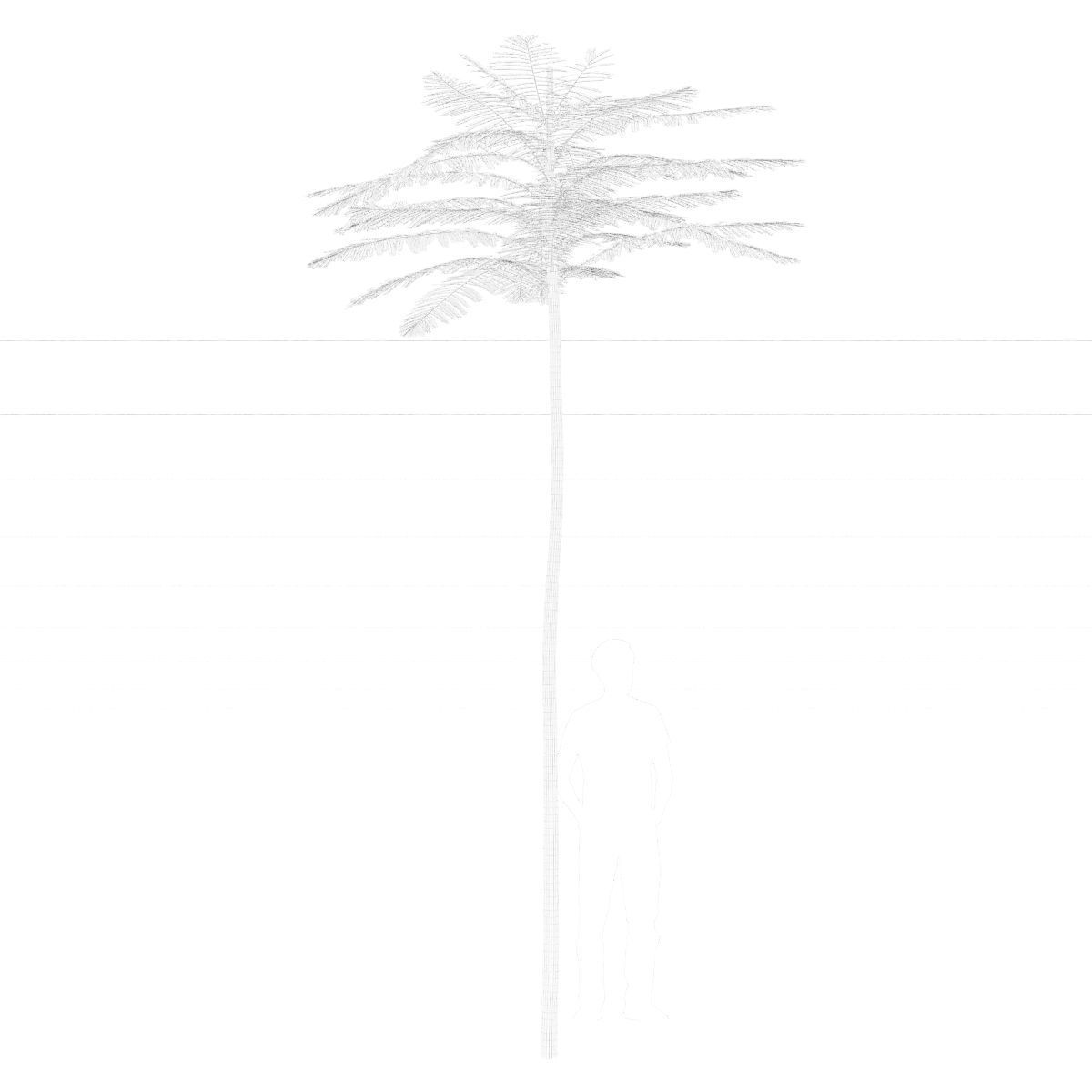 Schizolobium Parahyba VOL 2 GROWFX - PAKIS BRAZIL-SOLOBIUM 3D model ...